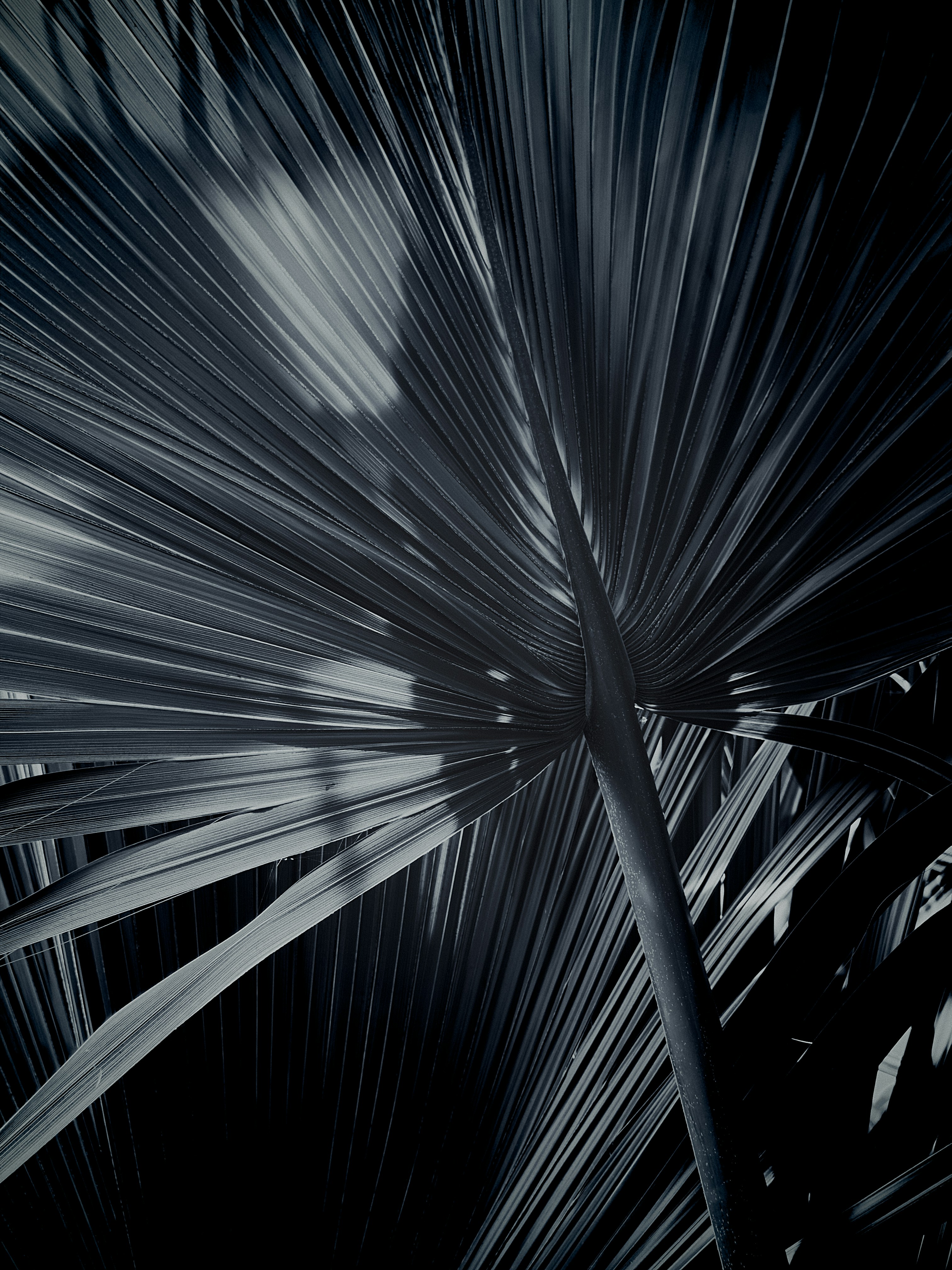 Monochrome Palm Fronds: A Tangled Burst of Striations
