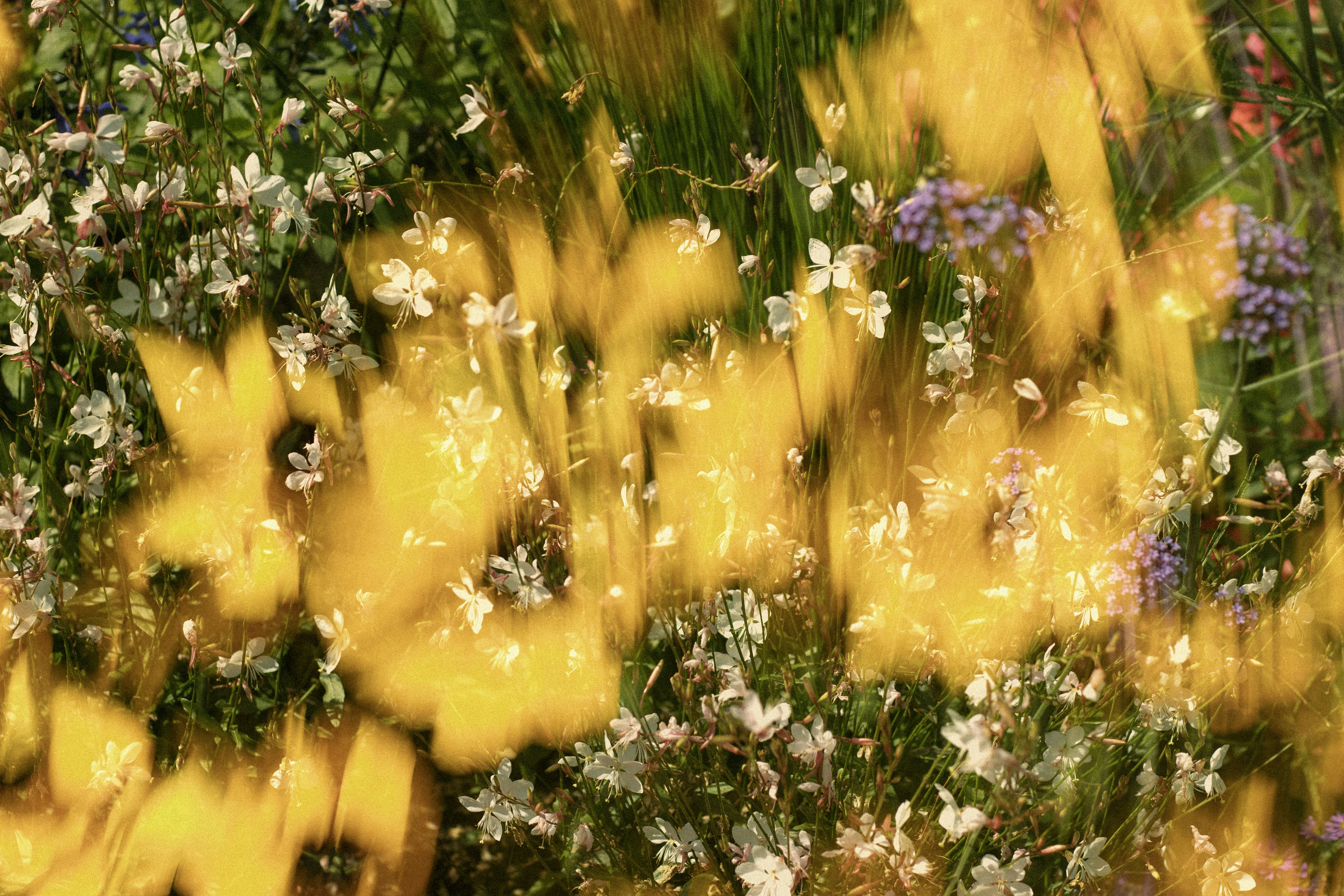 Yellow Blooms in a Quiet Meadow Amid White Florals