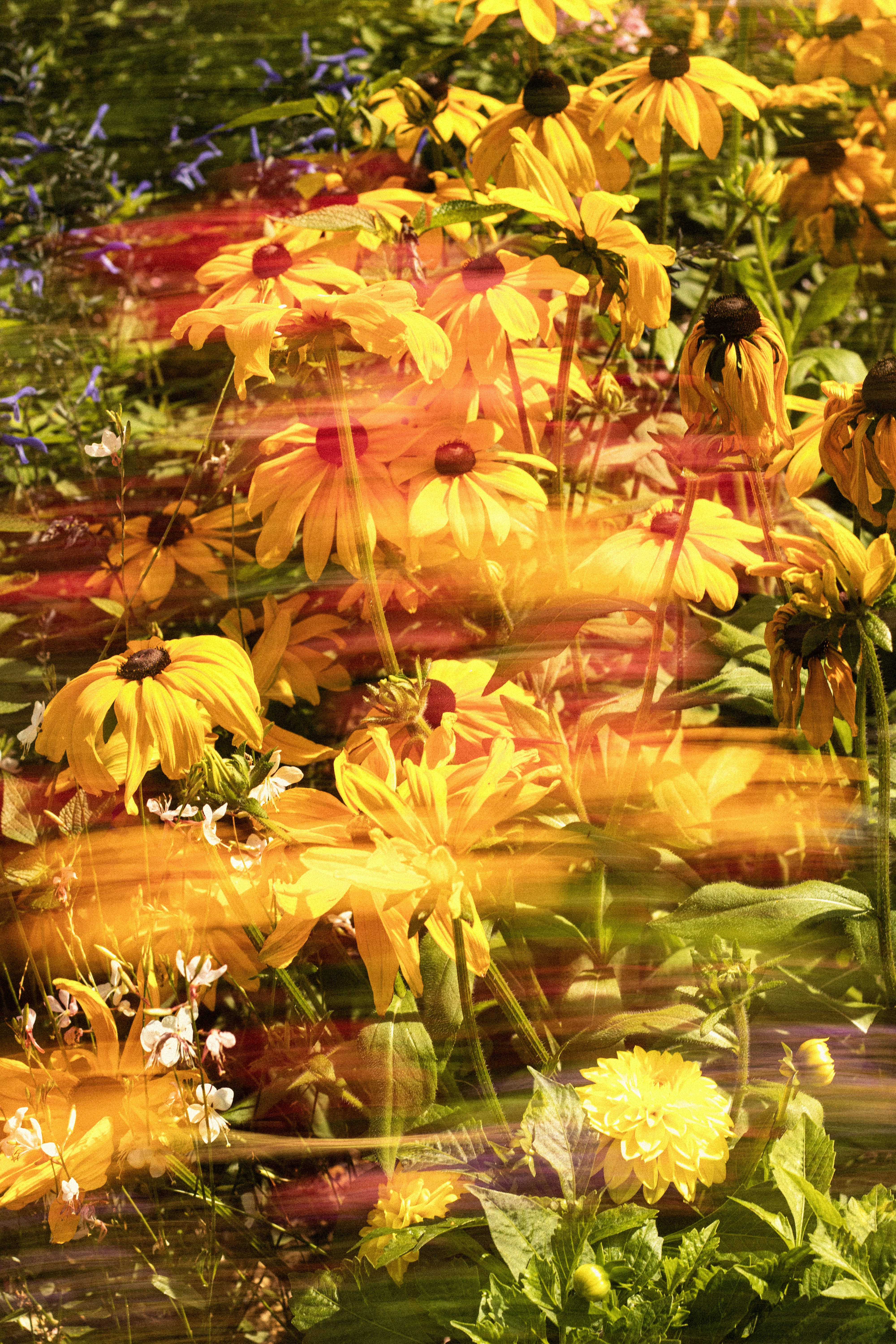 Sunlit Oranges: A Blooming Burst Through Glassy Trails