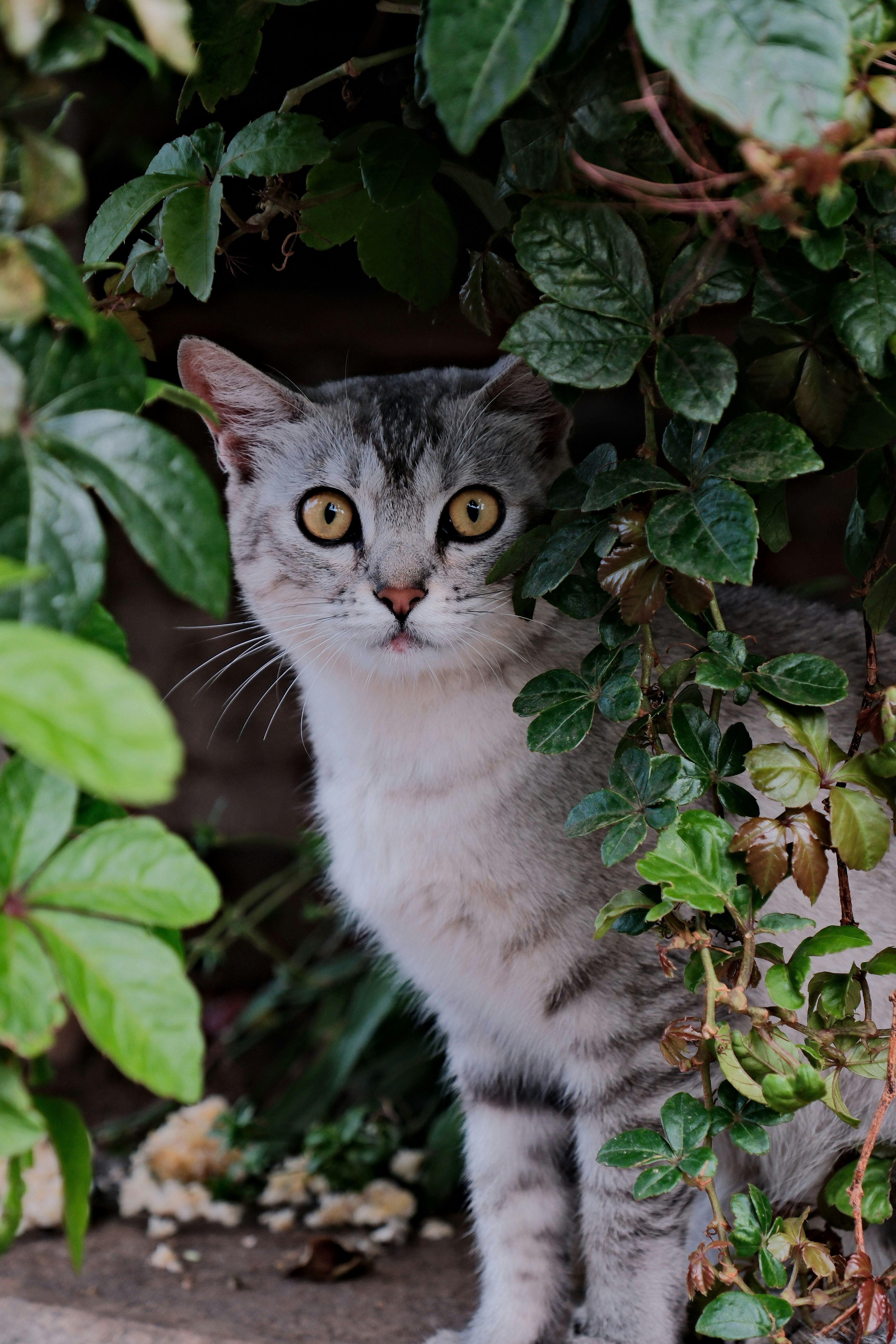 Hidden Observer: a curious cat peers from the leafy hush