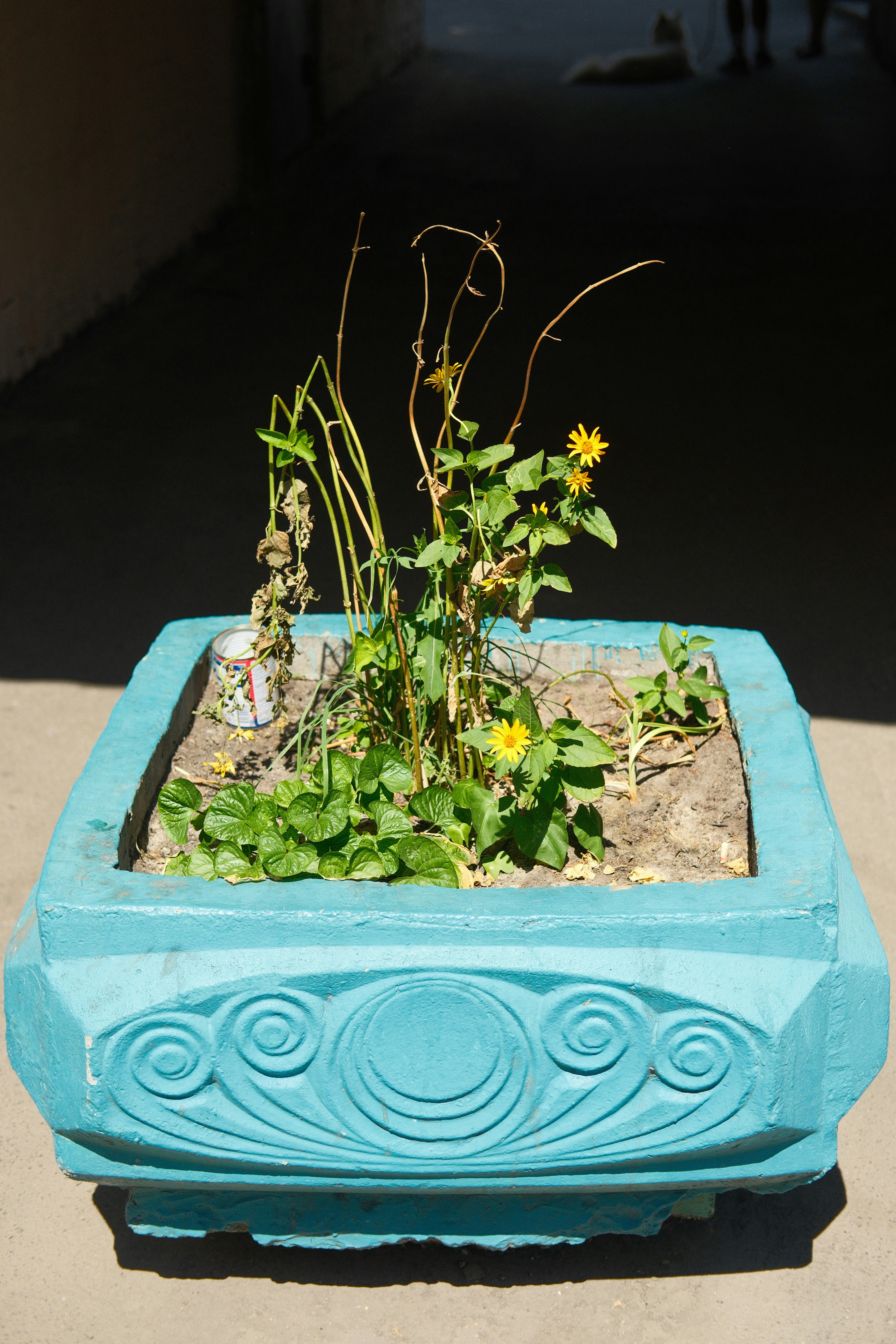 Blue Planter, Green Vines, and a Hint of Yellow Bloom