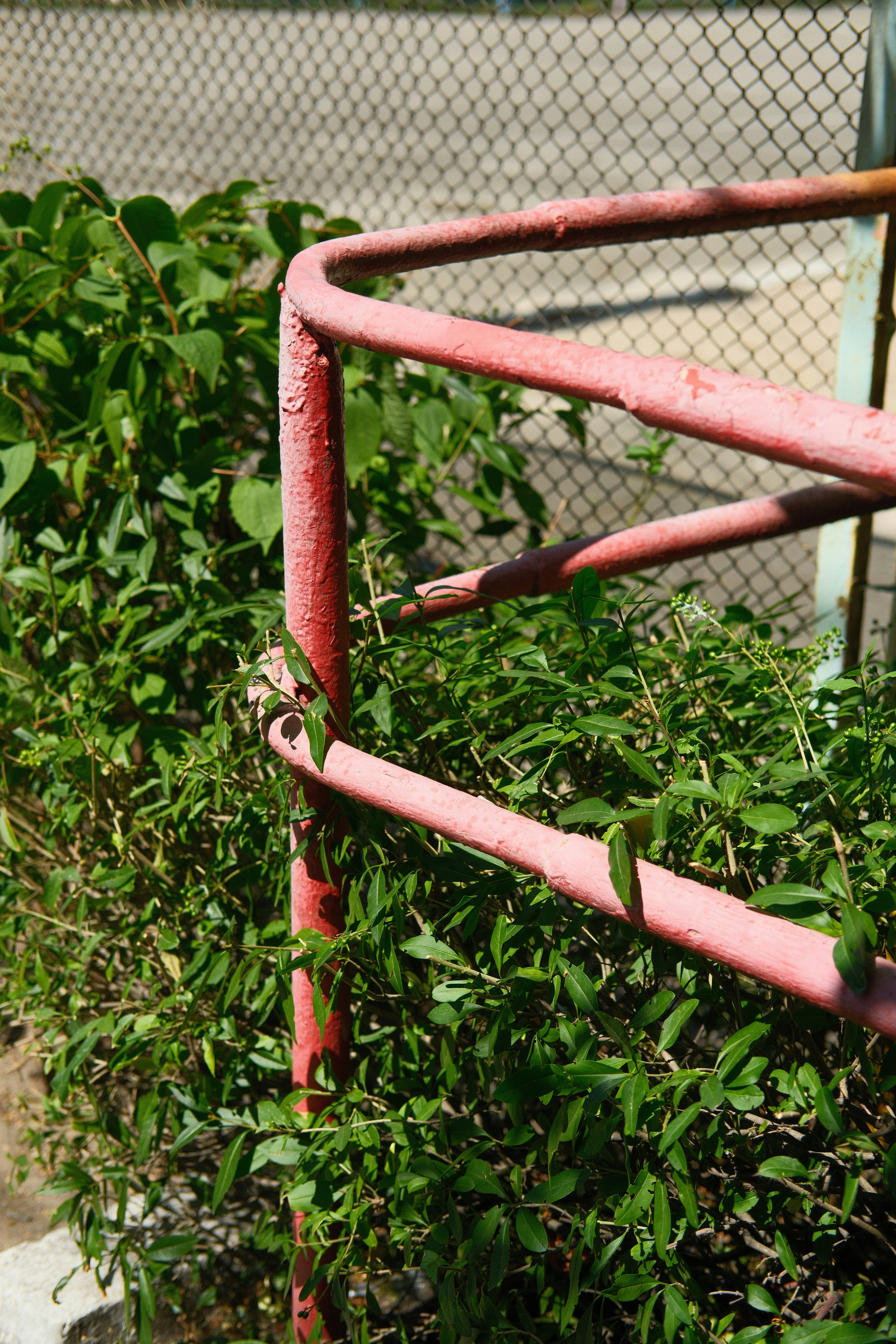 Weathered fence meets green tendrils: a splash of color and texture