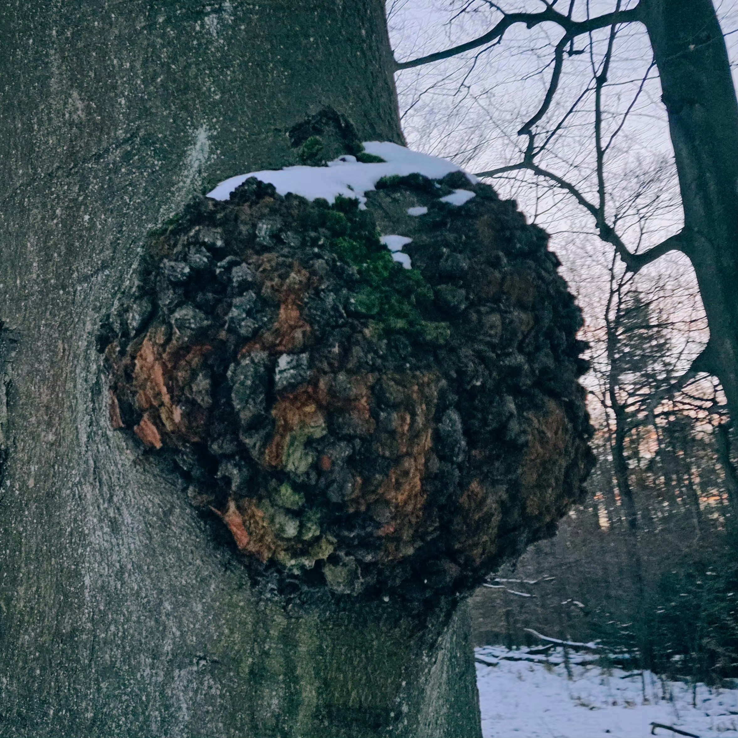 Porous Burl on the Birch: Winter Tree Chest Emerges from Snow