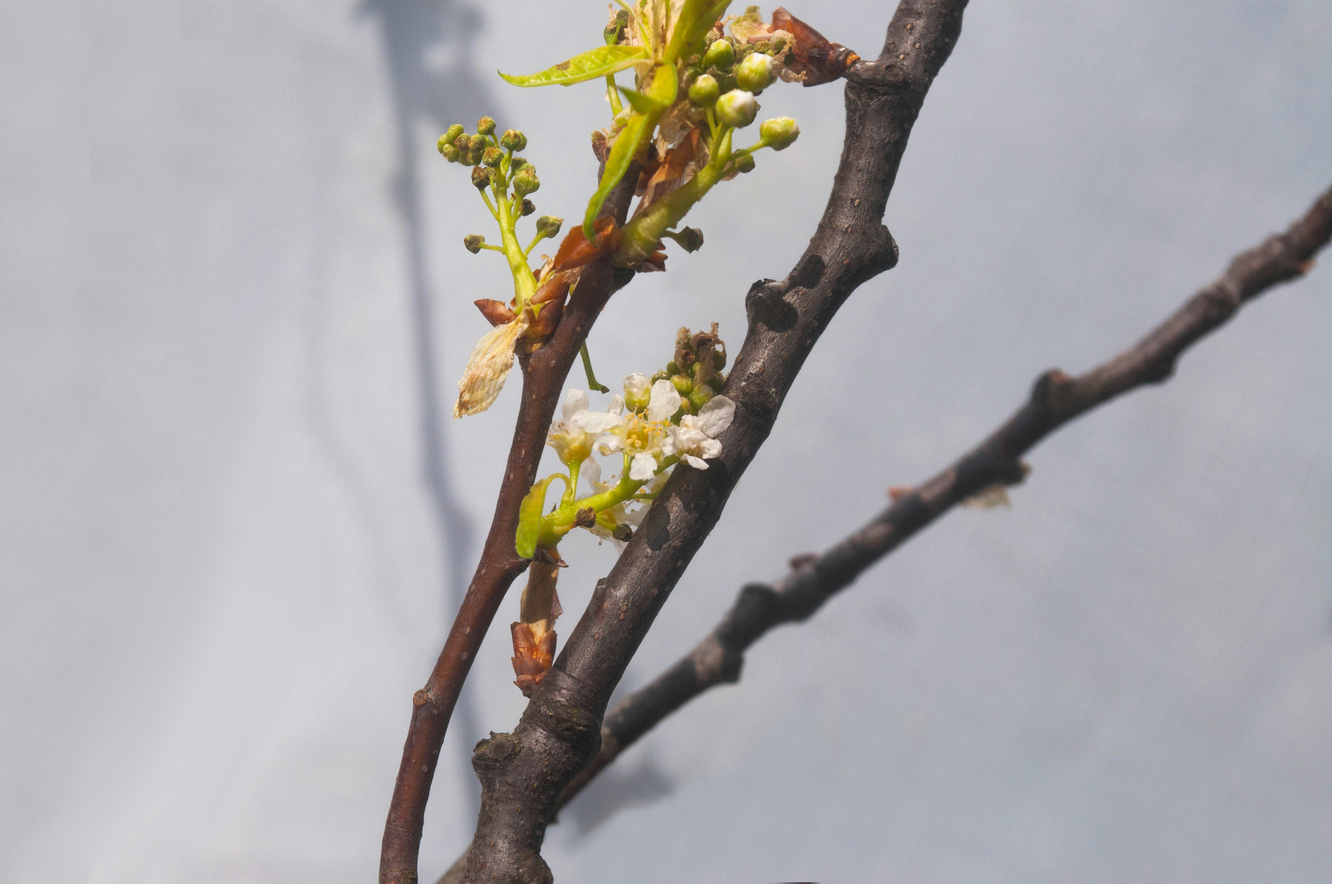 Blossom on a Gnarled Branch: A Quiet Hint of Spring