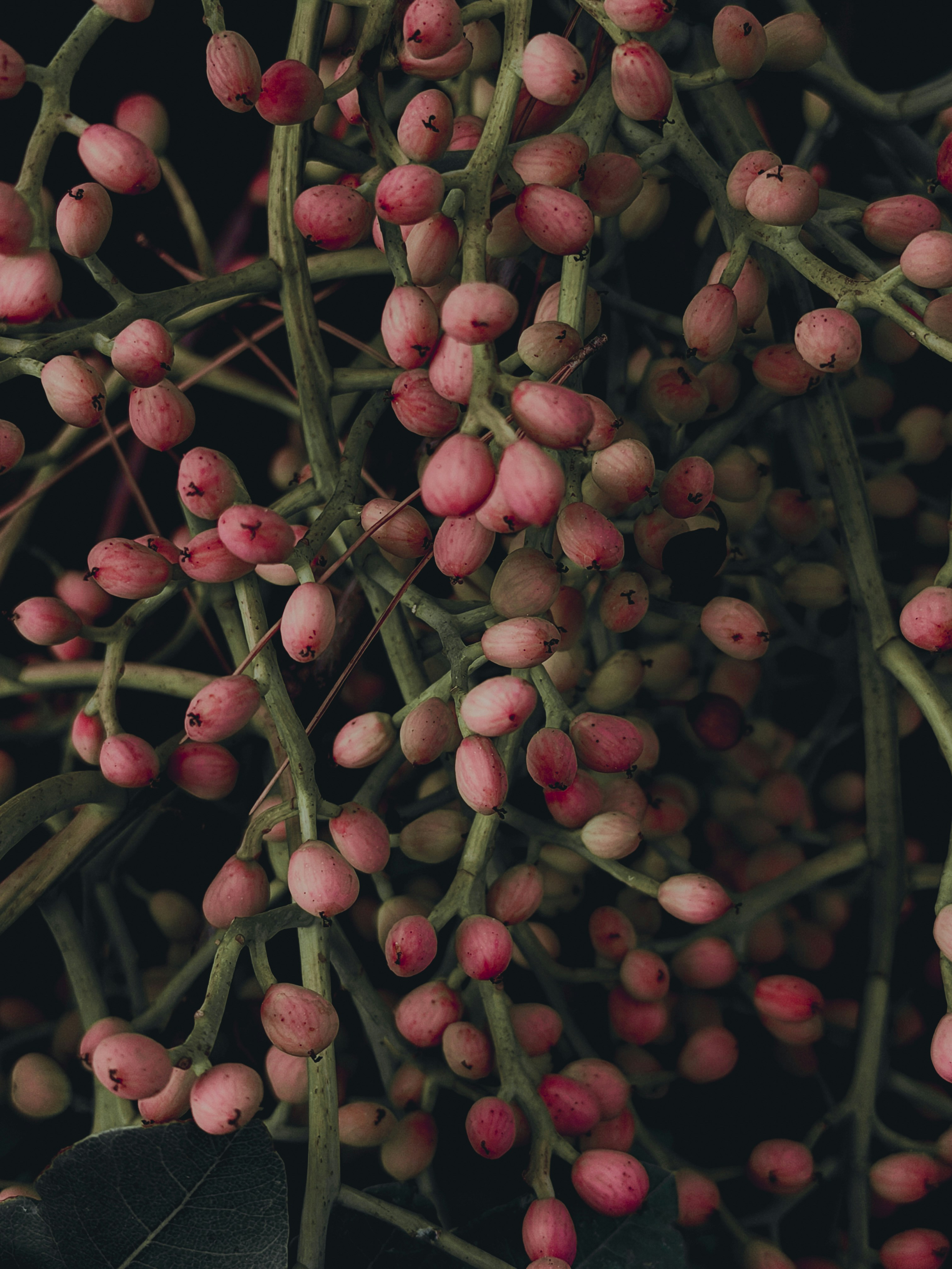 Red berry tendrils: a nocturnal study of clustered fruit