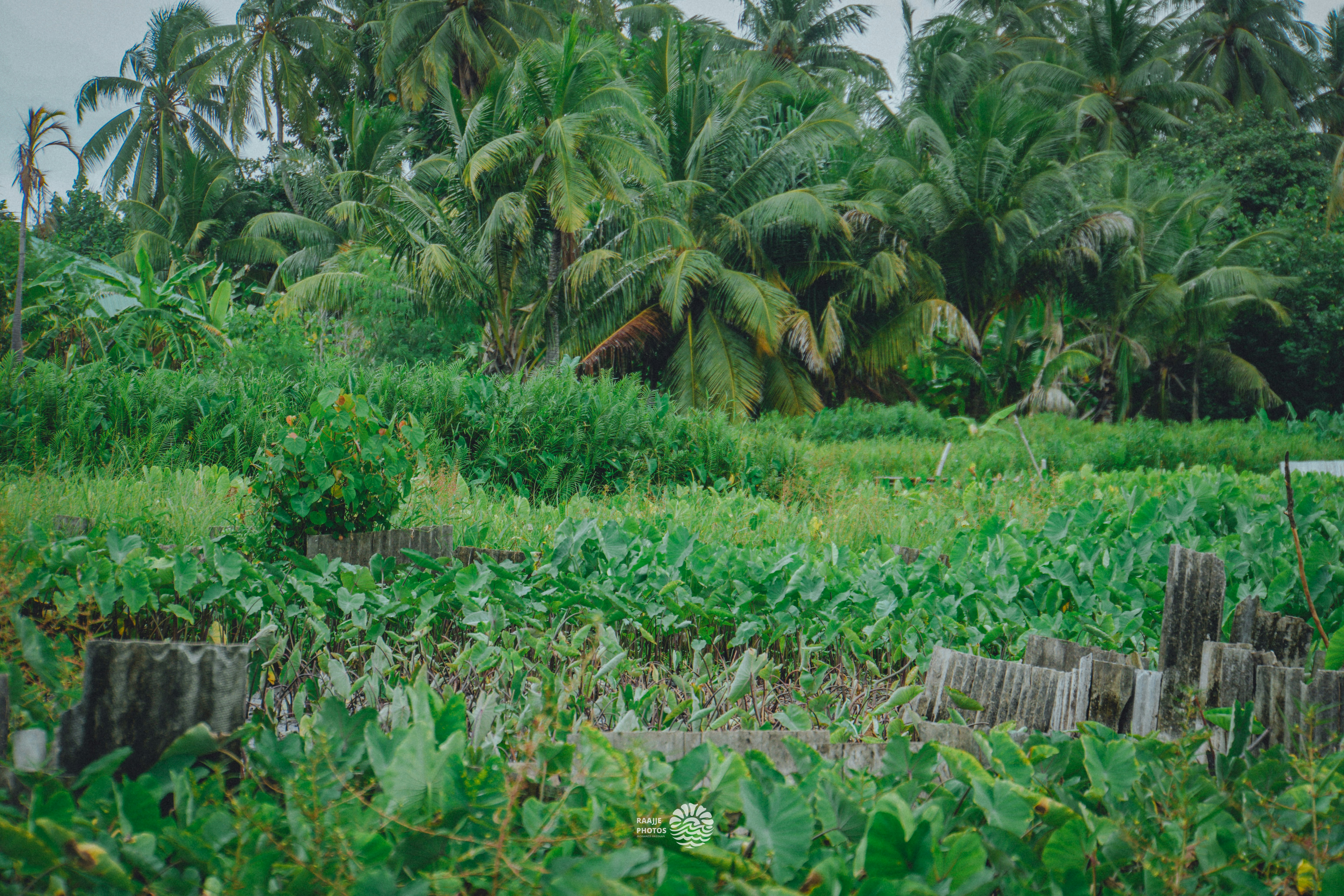 Lush tropical field with banana and other foliage, framed by tall coconut palms in the background; dense green vegetation dominates the scene as a quiet, rural landscape.
