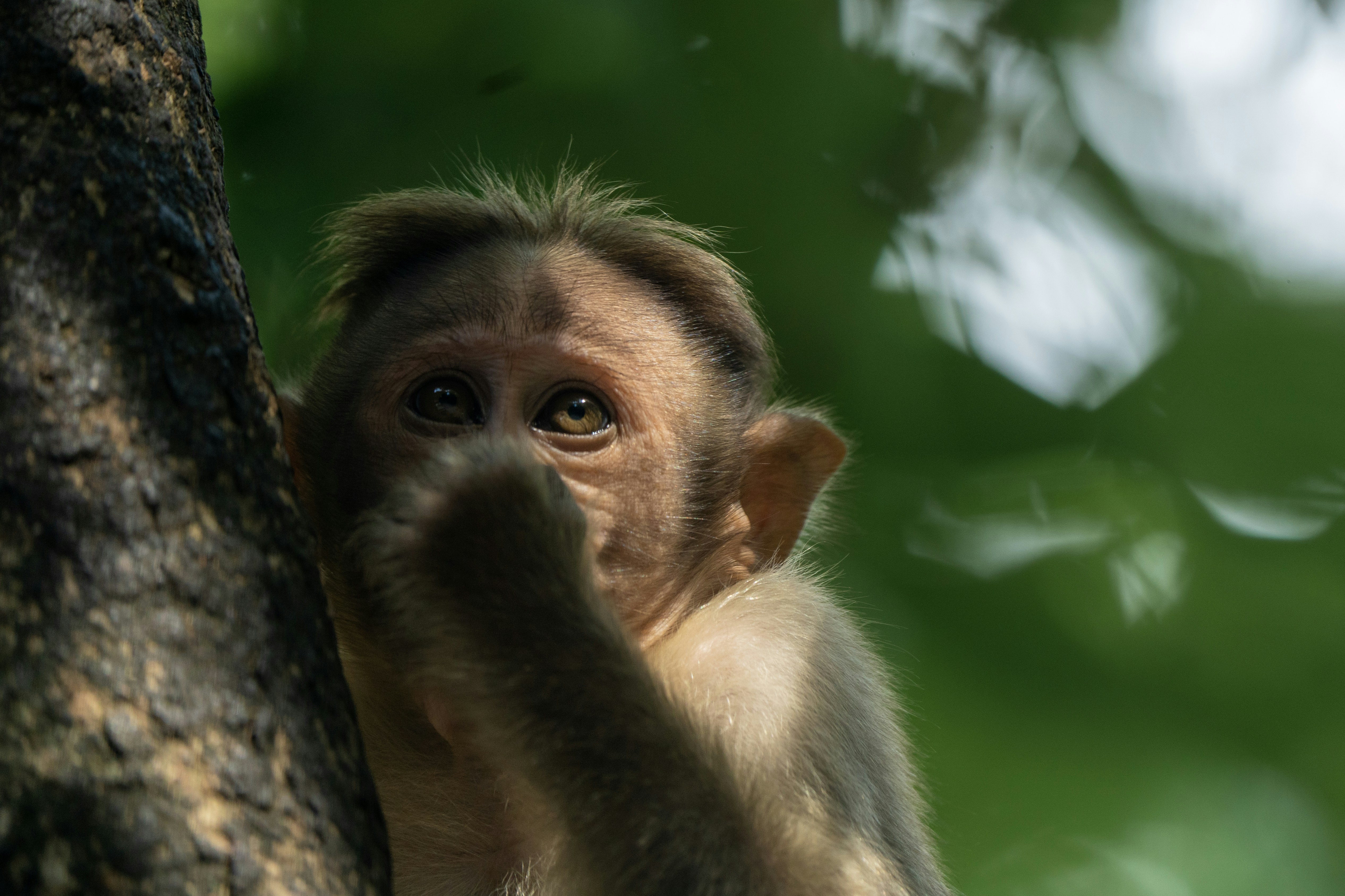 Curious Gaze from the Monkey Clinging to a Trunk