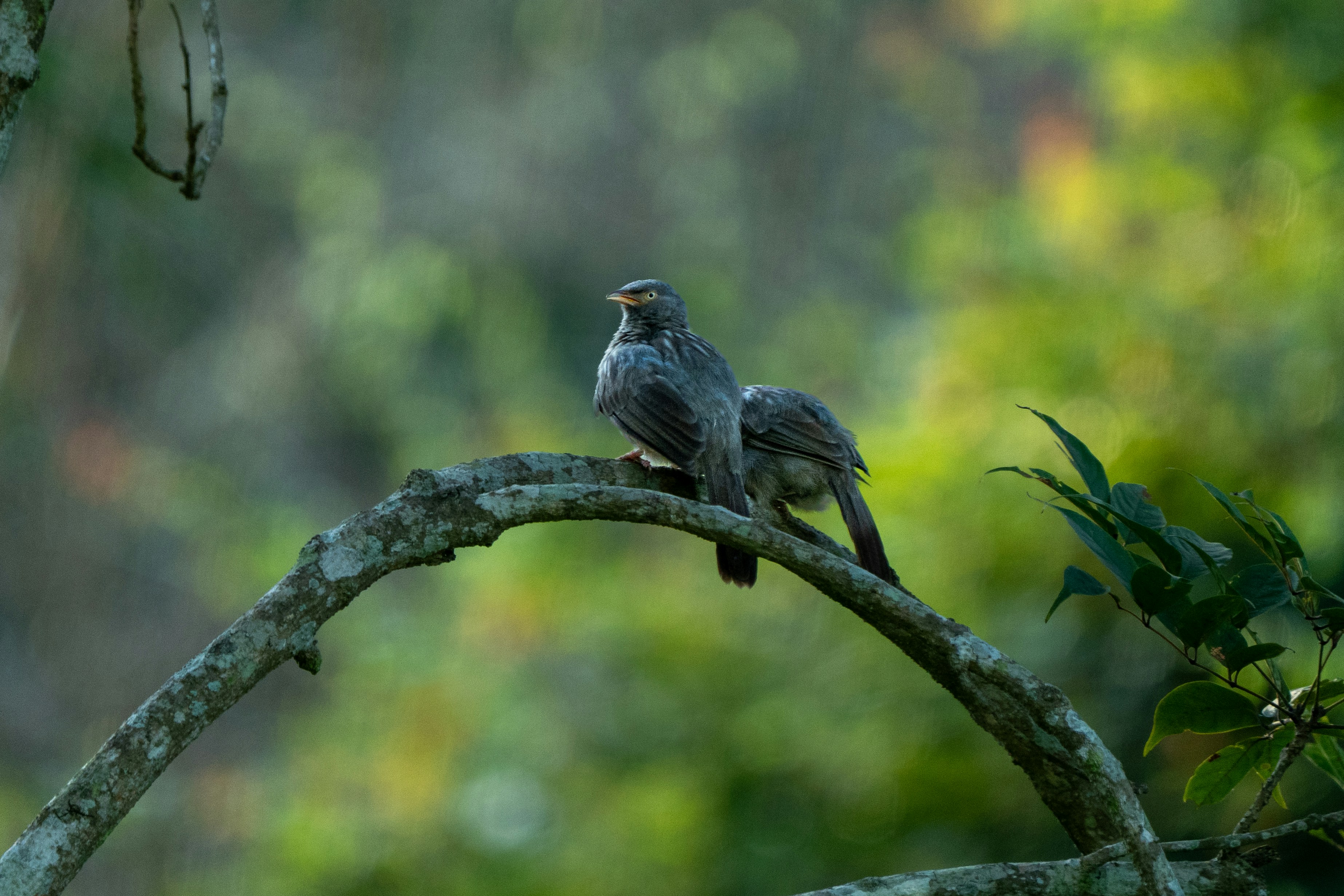 Perched on a curved branch, a lone bird surveys a sunlit forest