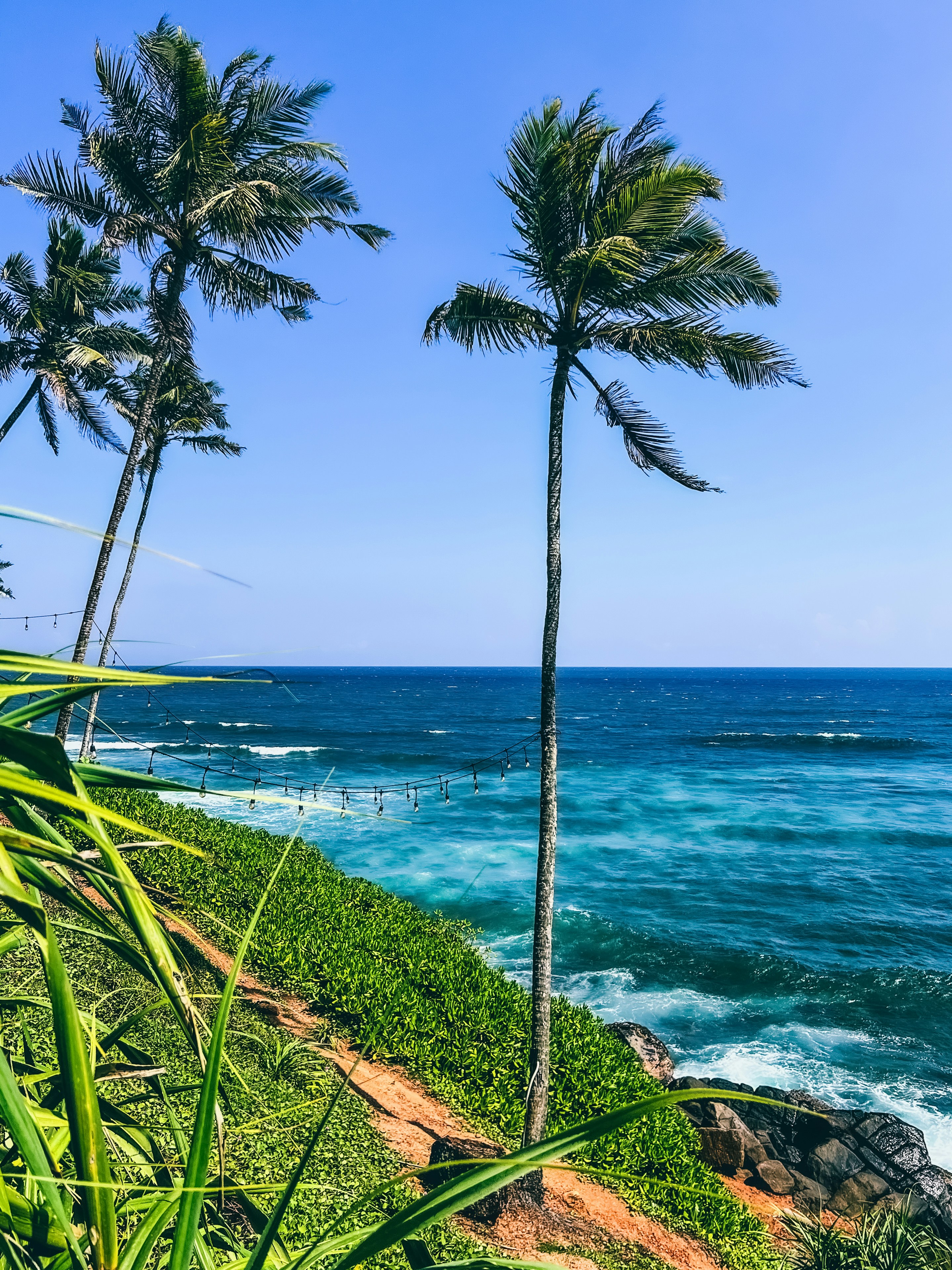 Palm sentinels over a turquoise shoreline