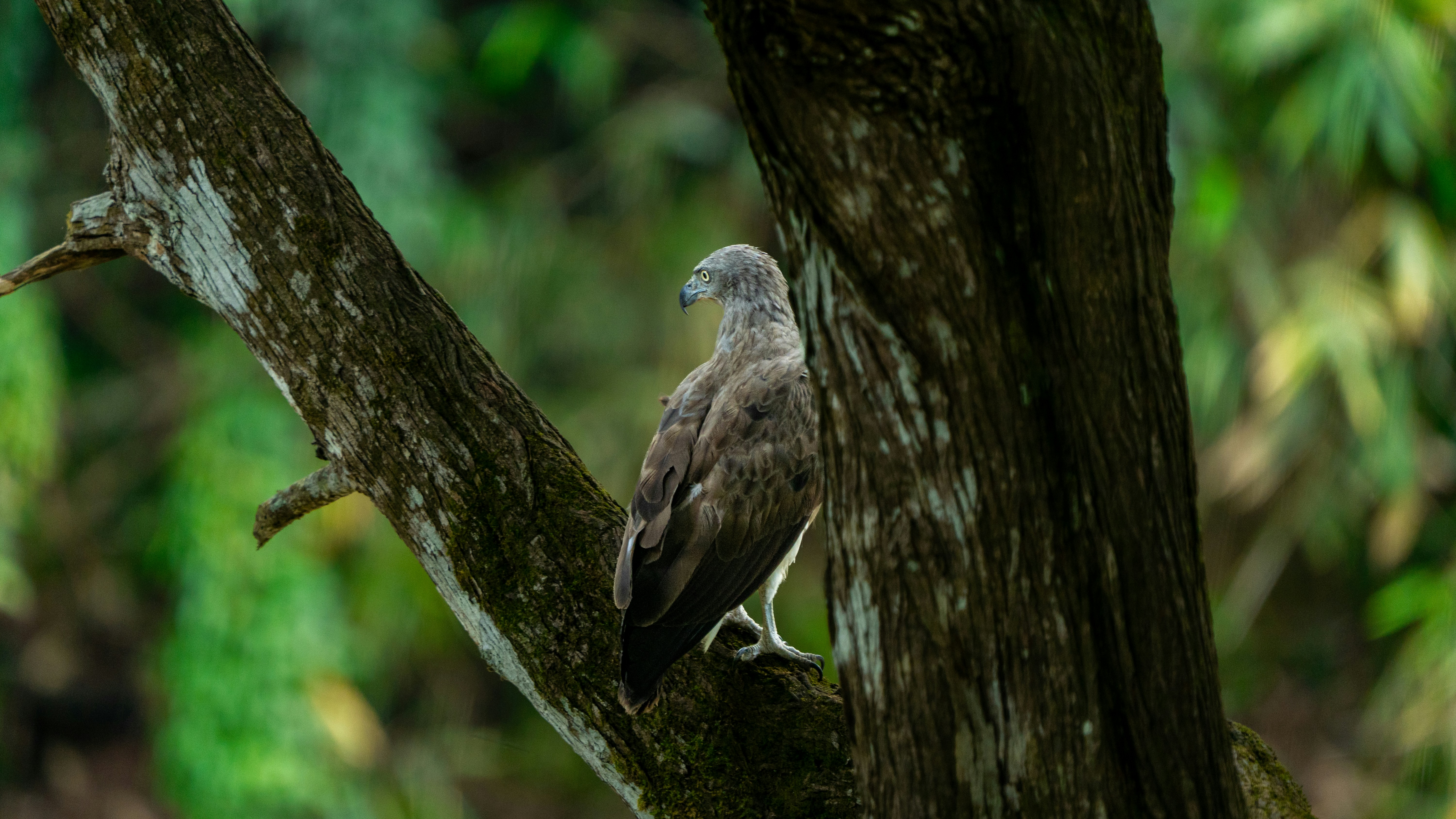 Hidden Perch: A Grey Dove Scout on a Mossy Trunk