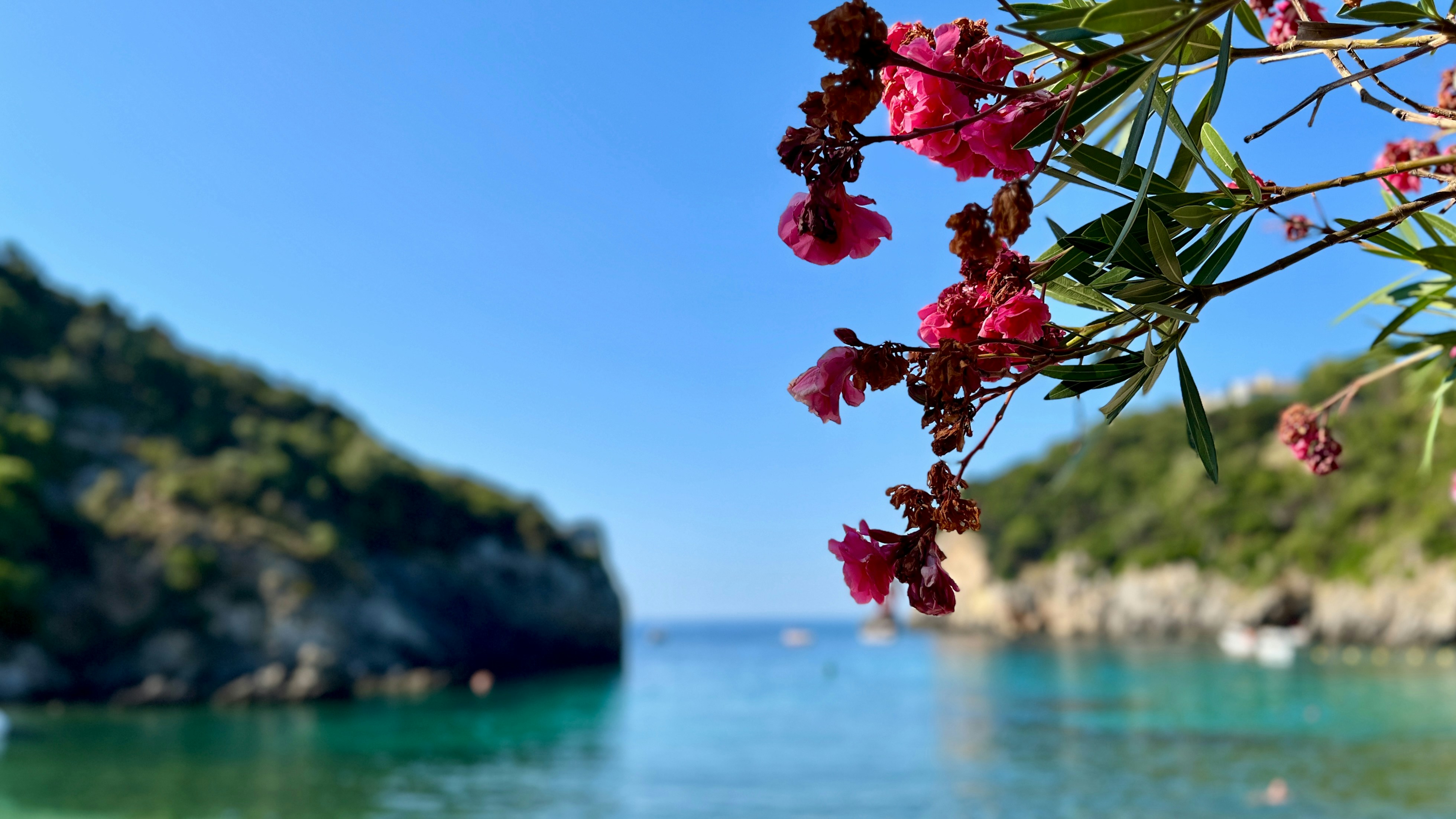 Floral Framing Over A Turquoise Cove