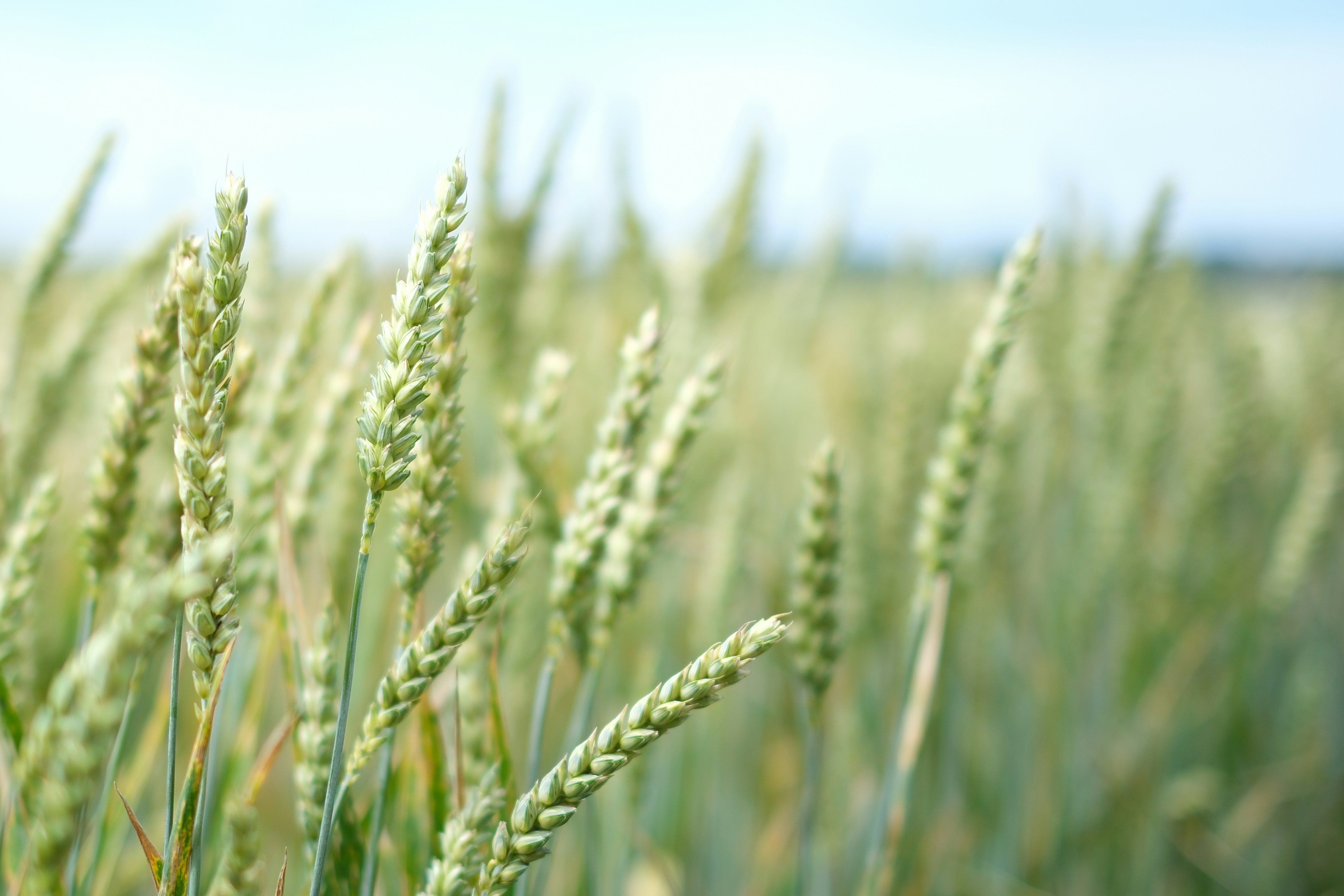 Close-up of grain heads swaying in a sunlit field with a soft, distant horizon in the background.