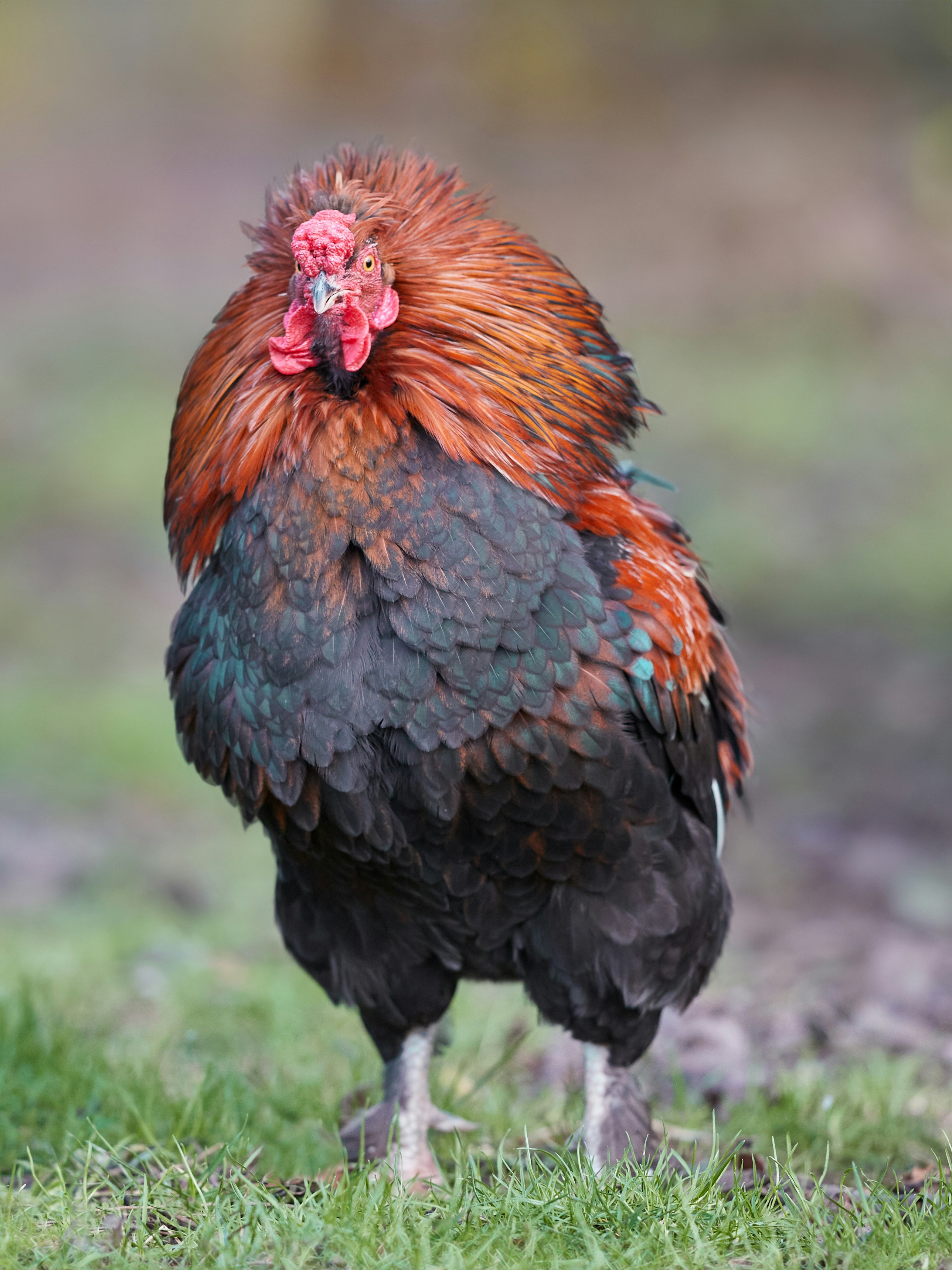 Regal Rooster in Focus: A Close-Cropped Portrait of Color and Plumes