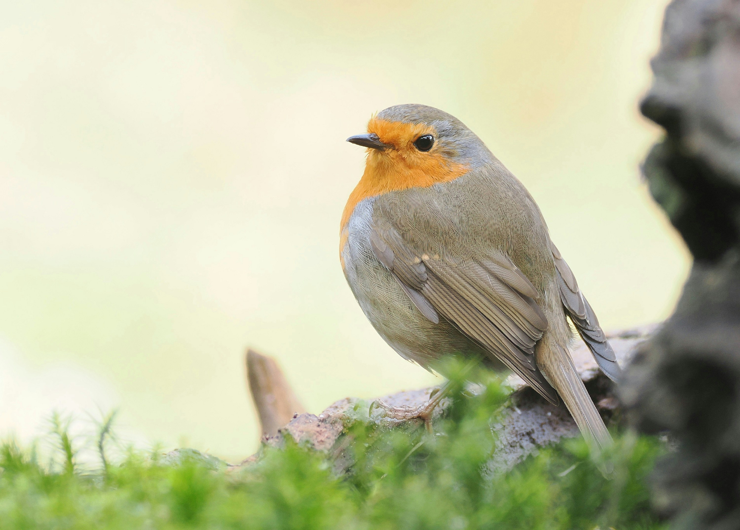 Robin on a mossy log: a quiet moment in dappled woodland light