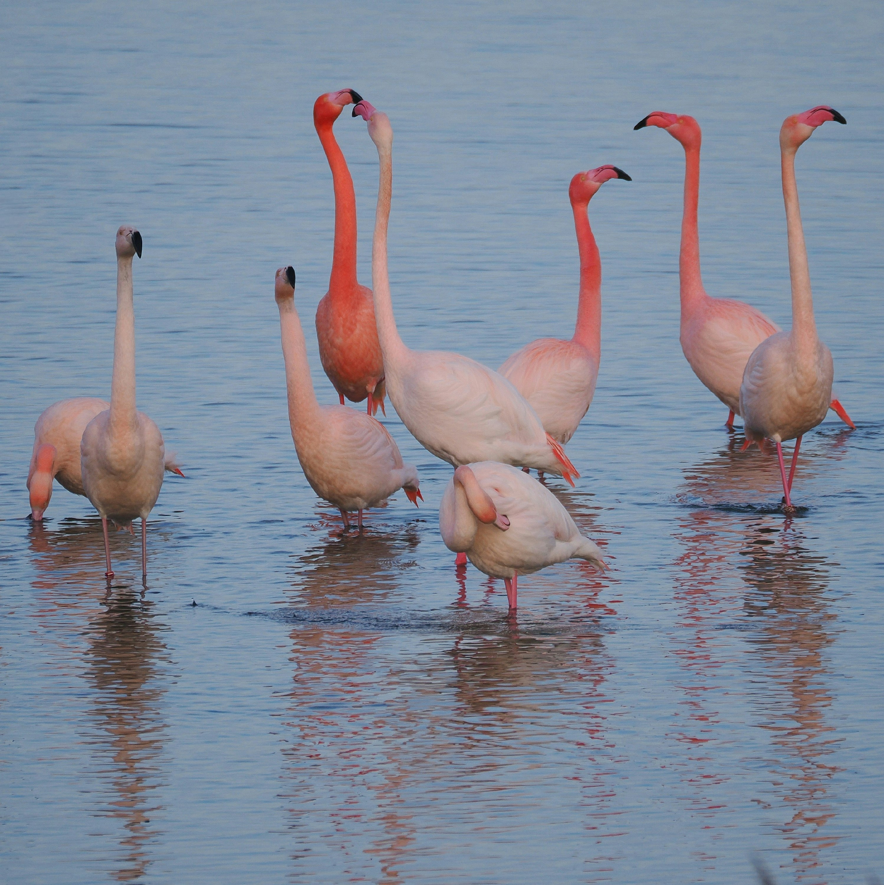 Red Flamingos Standing in Shallow Blue Reflections