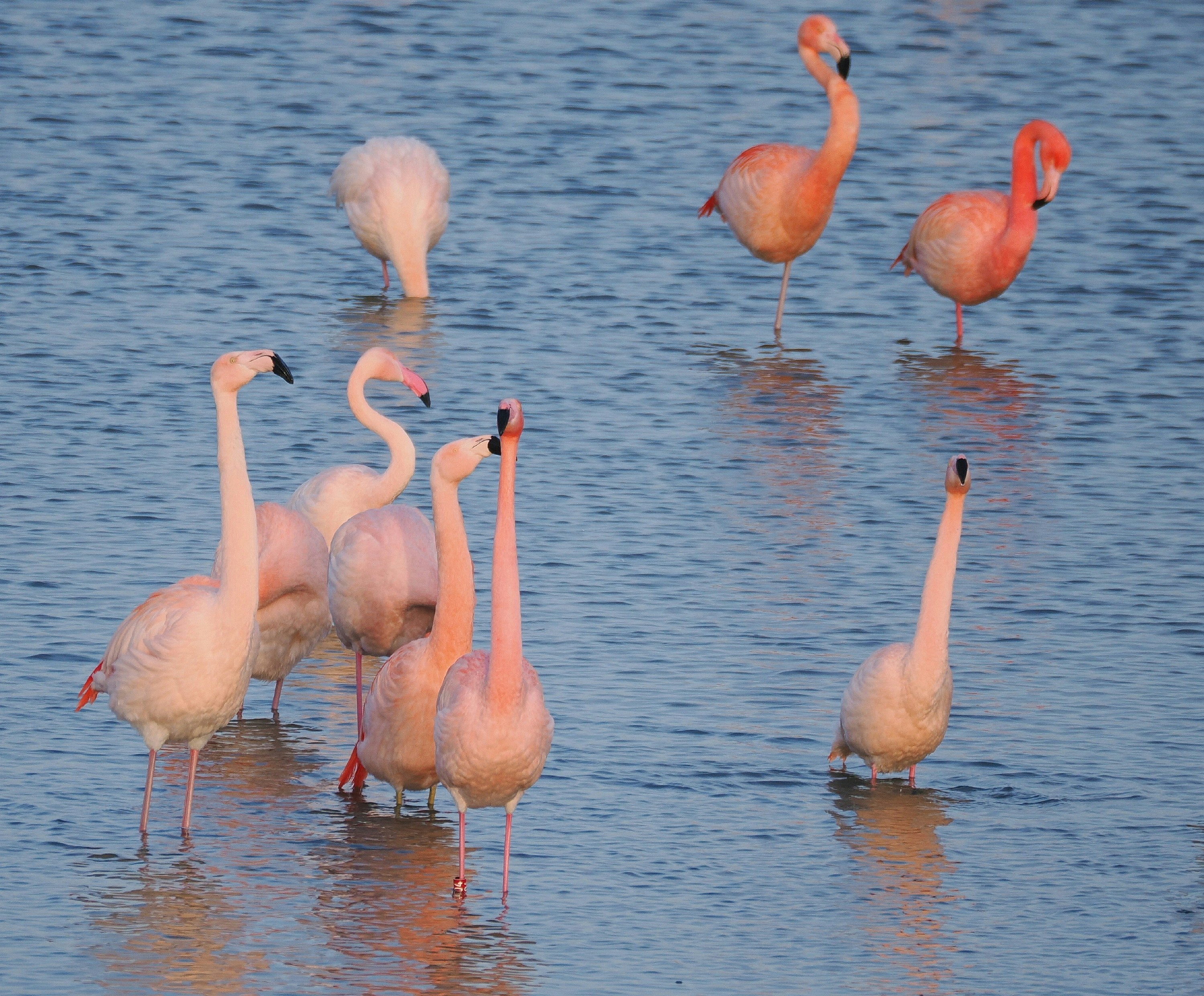 A Strolling Flock: Flamingos in Quiet Lagoon Light