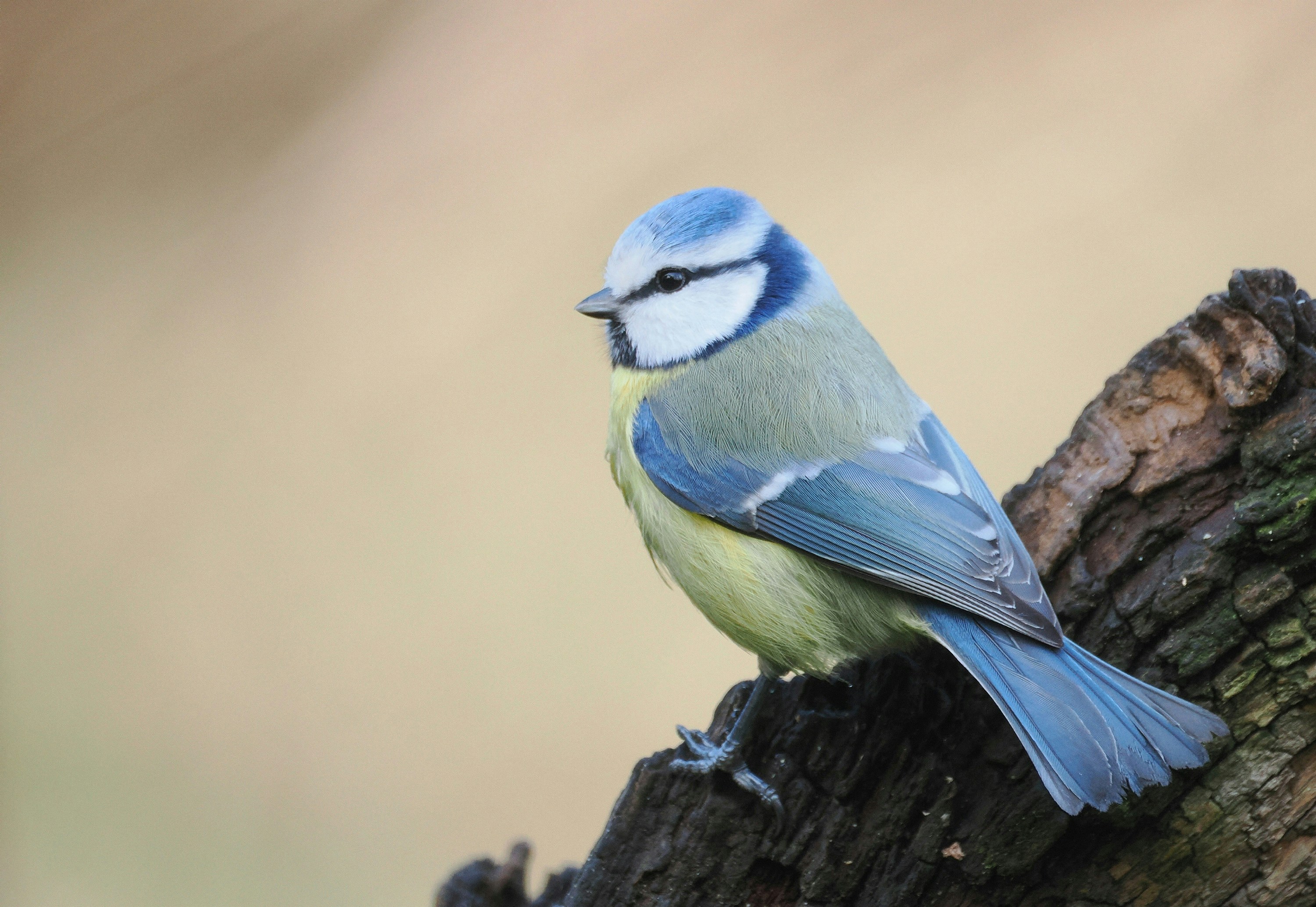 Blue Tit on a Weathered Branch: Quiet Confidence in Spring Light