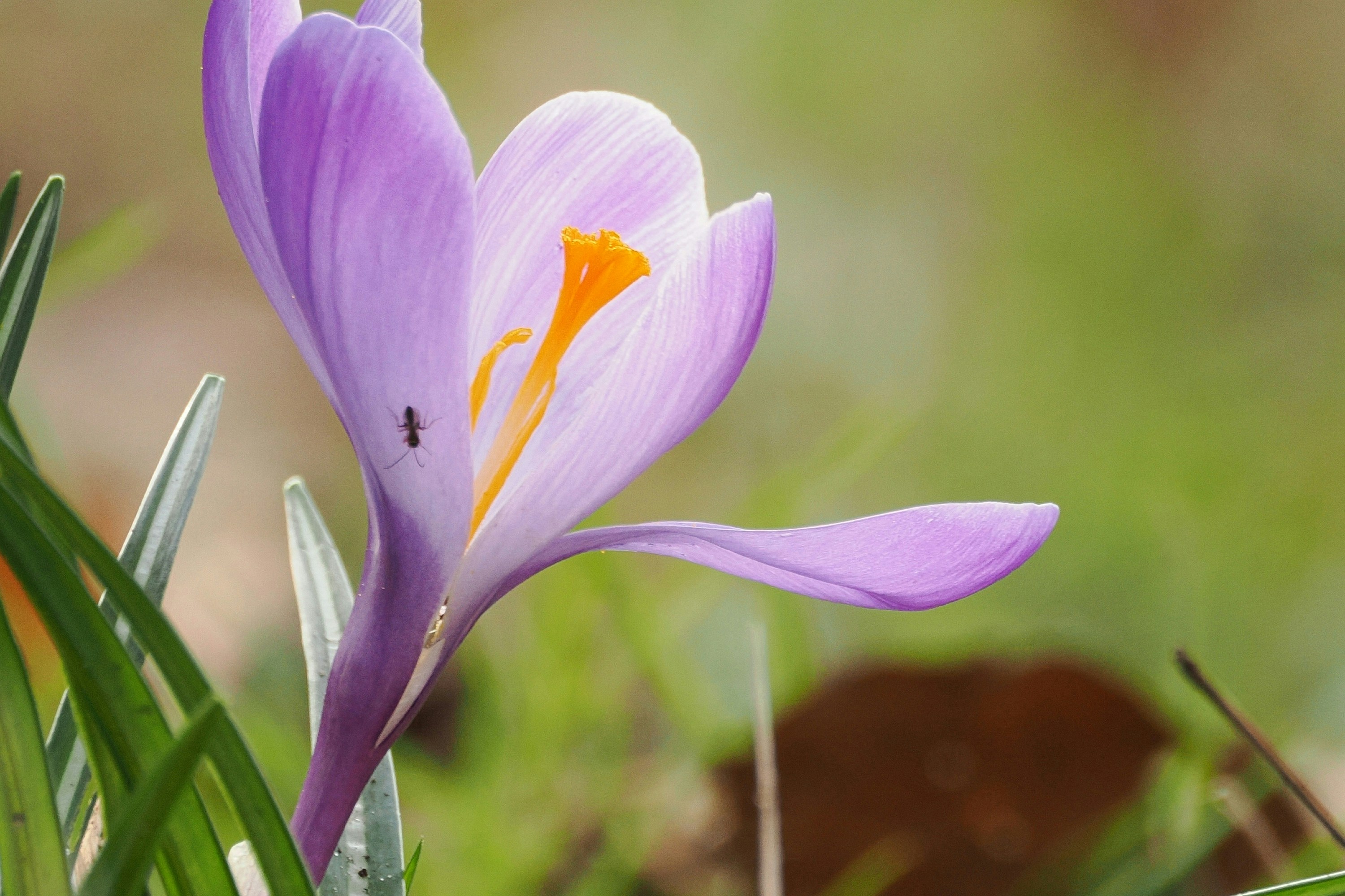 Purple Crocus in Early Spring Sunlight
