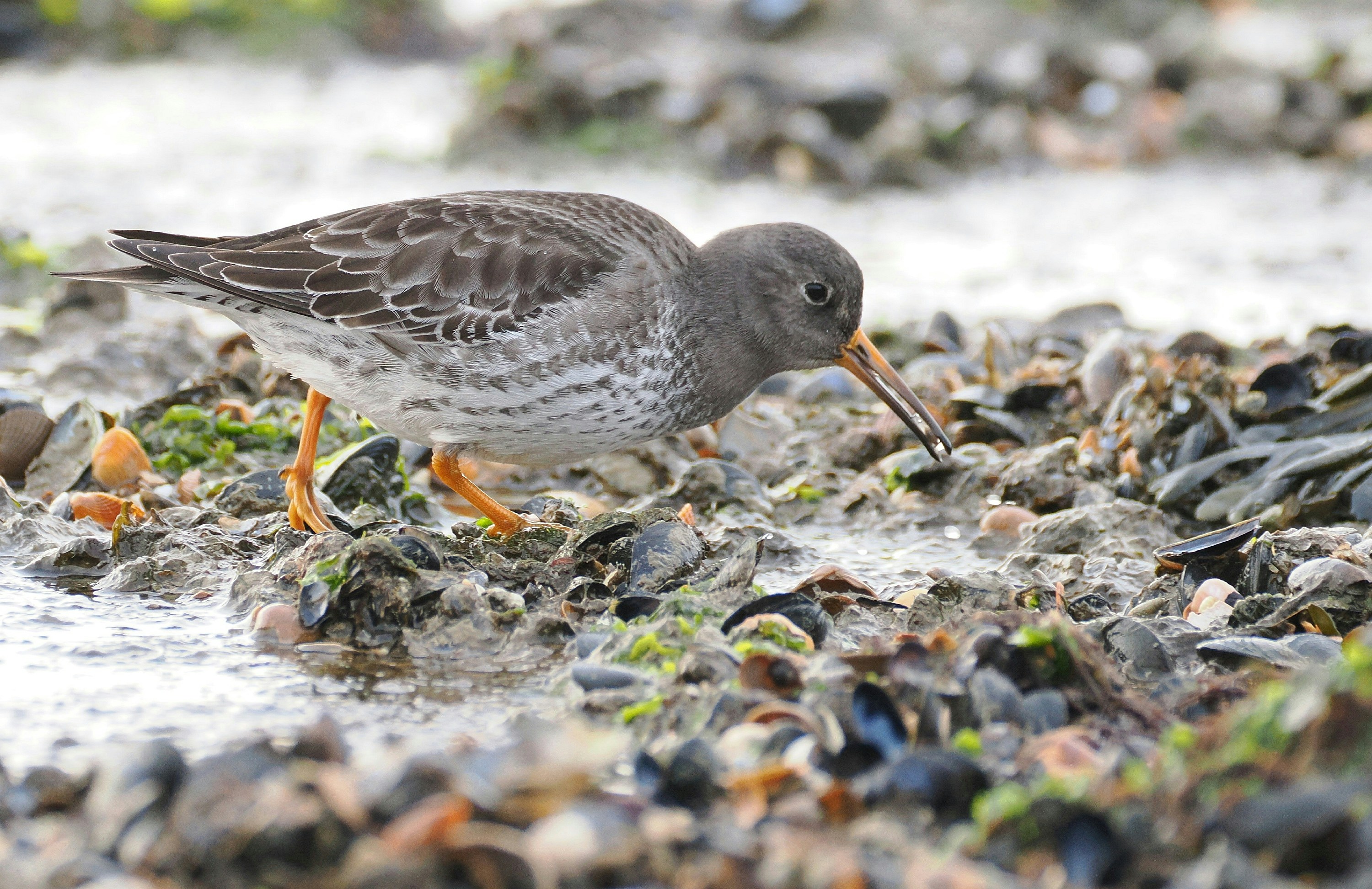 Small shorebird forages along a pebble shoreline with water in the background, highlighting detailed plumage and orange legs. This is a natural, photographic capture of wildlife on the mudflats.
