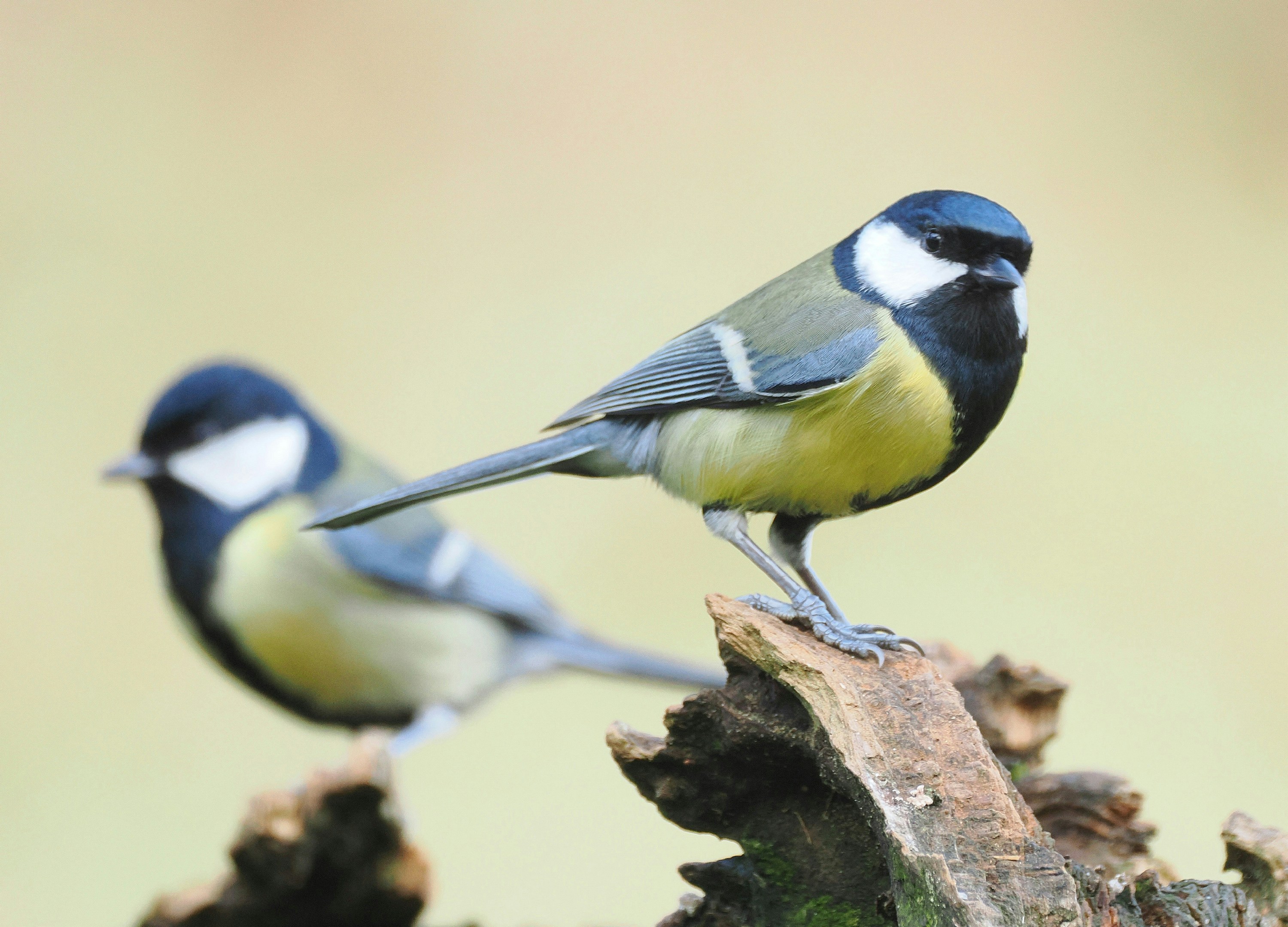 Two Blue Tits on a Weathered Log