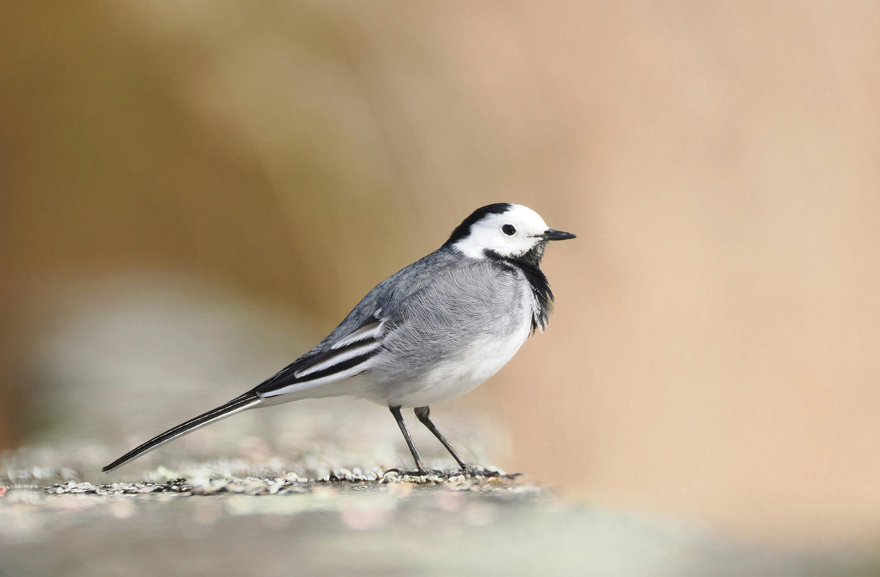 Portrait of a White Wagtail on a Soft Riverside Shore