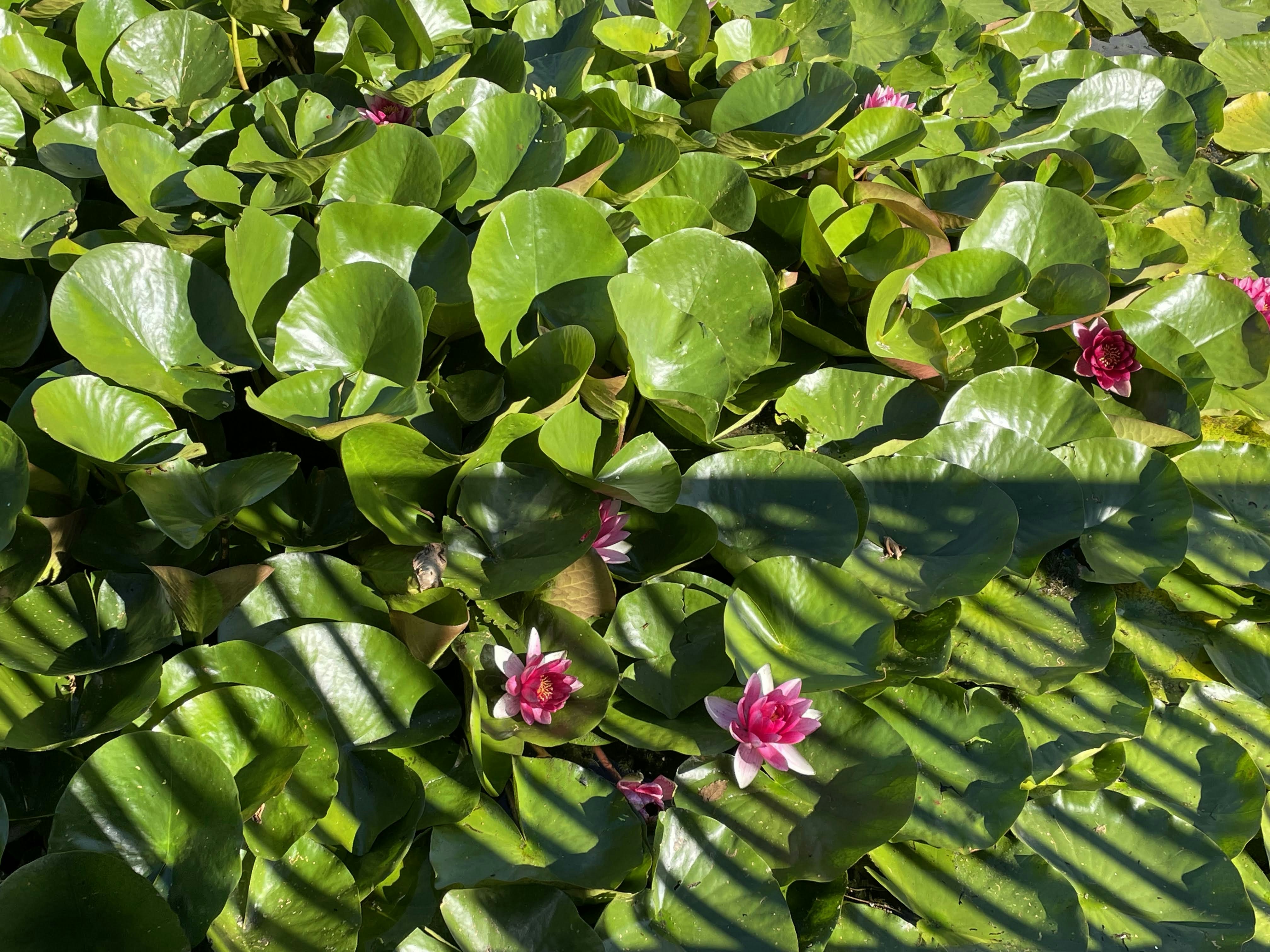 Pink-curred Blooms Amid Emerald Ripples