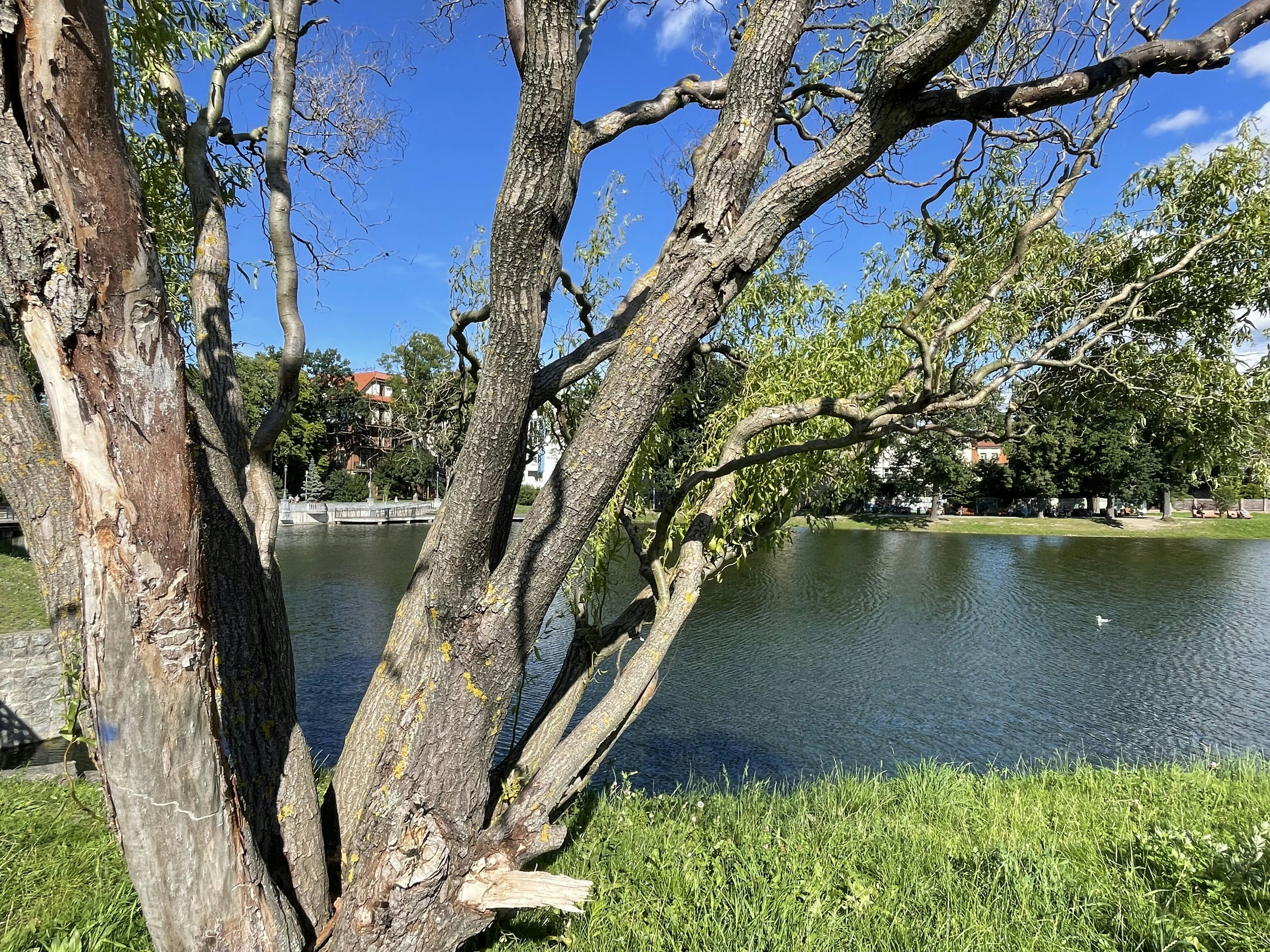 Sunlight spills over a calm lake framed by robust tree trunks and greenery, inviting quiet contemplation by the water's edge. This is a natural landscape capture with emphasis on the tree foreground and tranquil lake.
