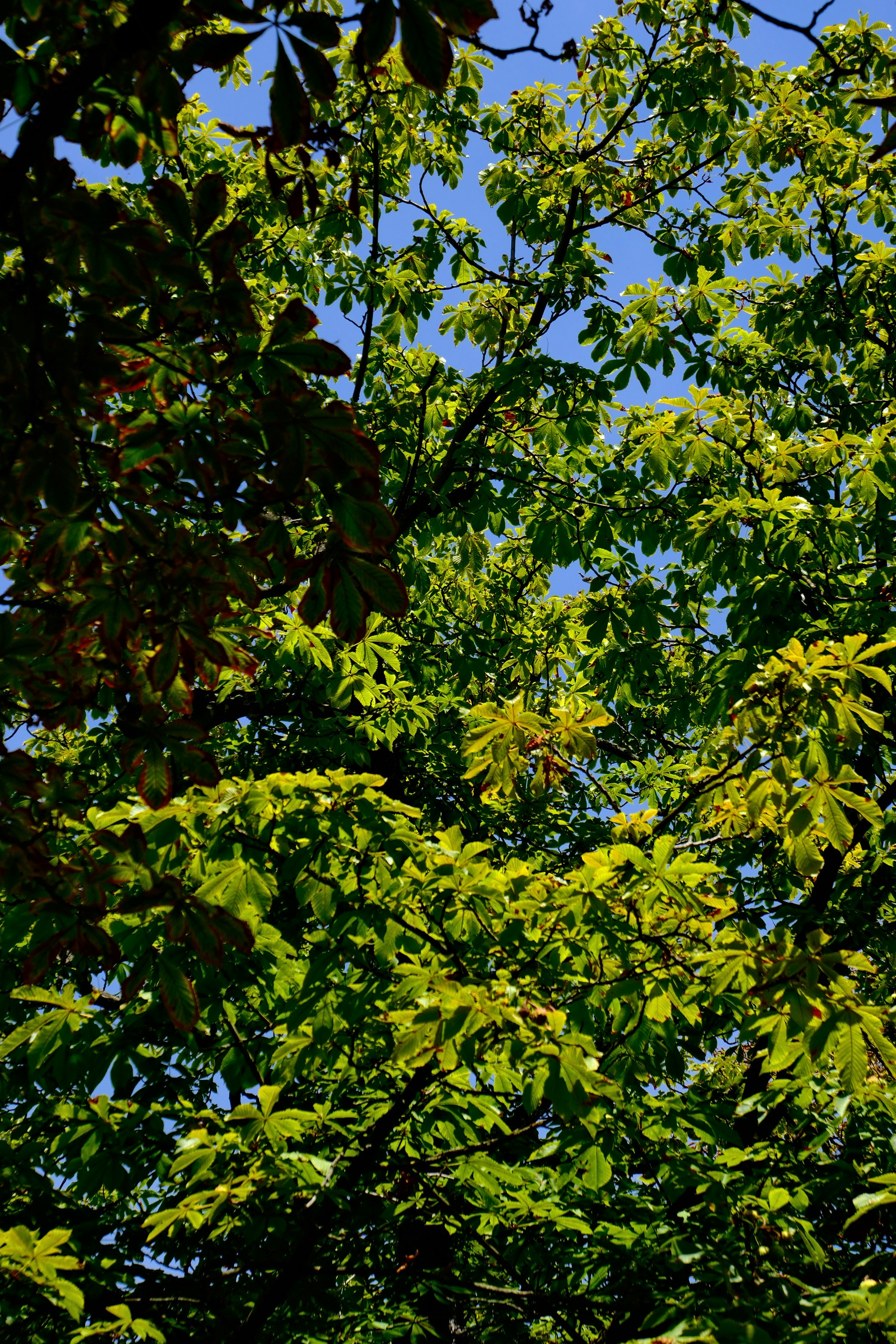Sunlit Maple Canopy: Fronds Against a Cerulean Sky