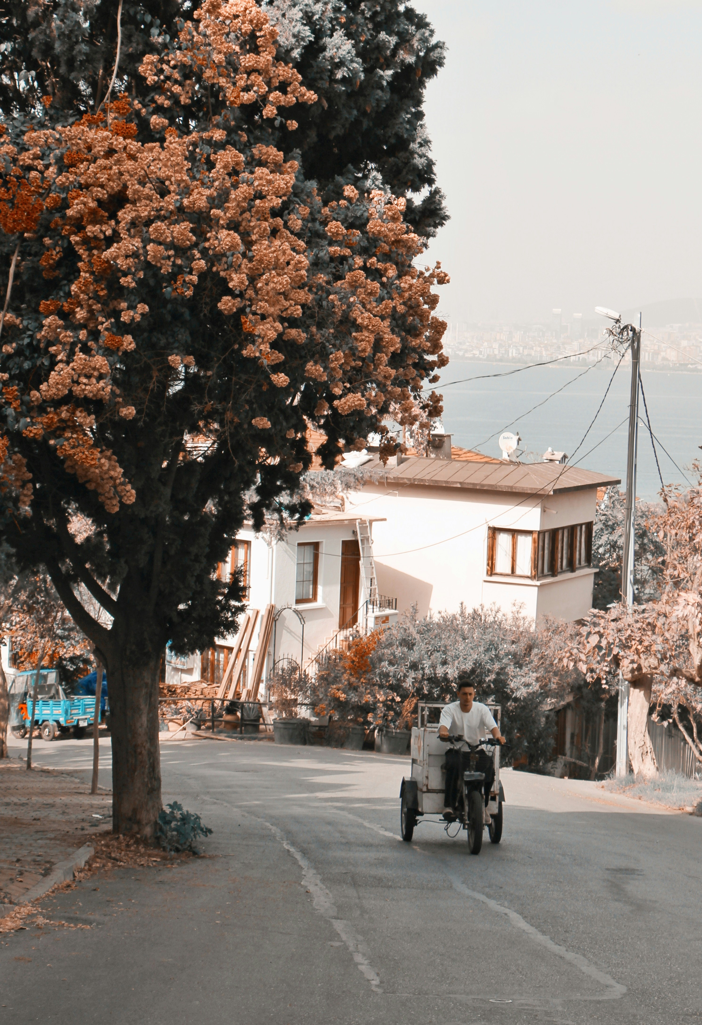 Hilltop Street Rider under a Copper Tree
