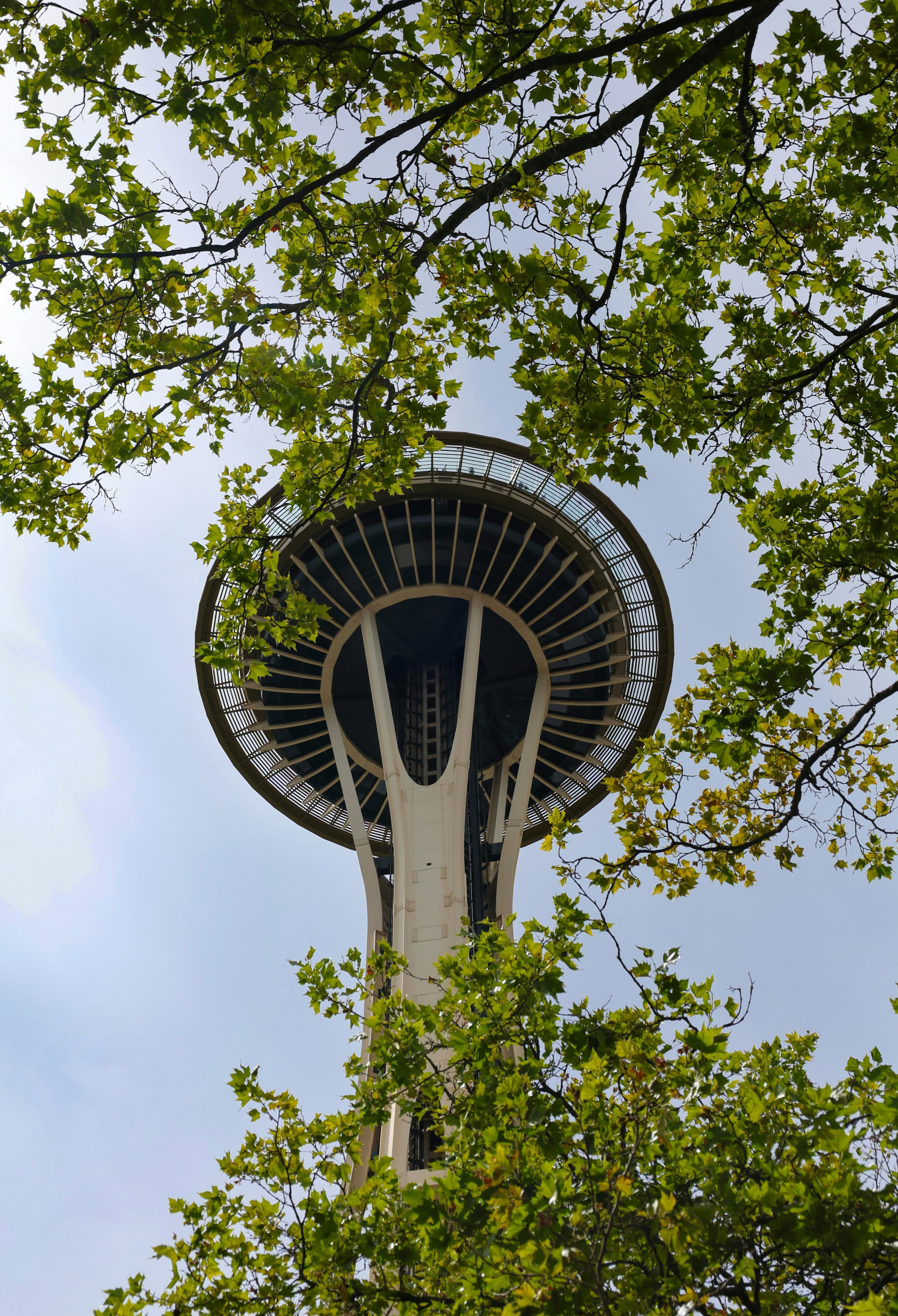 Tower in the Canopy: The Space Needle Surrounded by Fresh Greenery