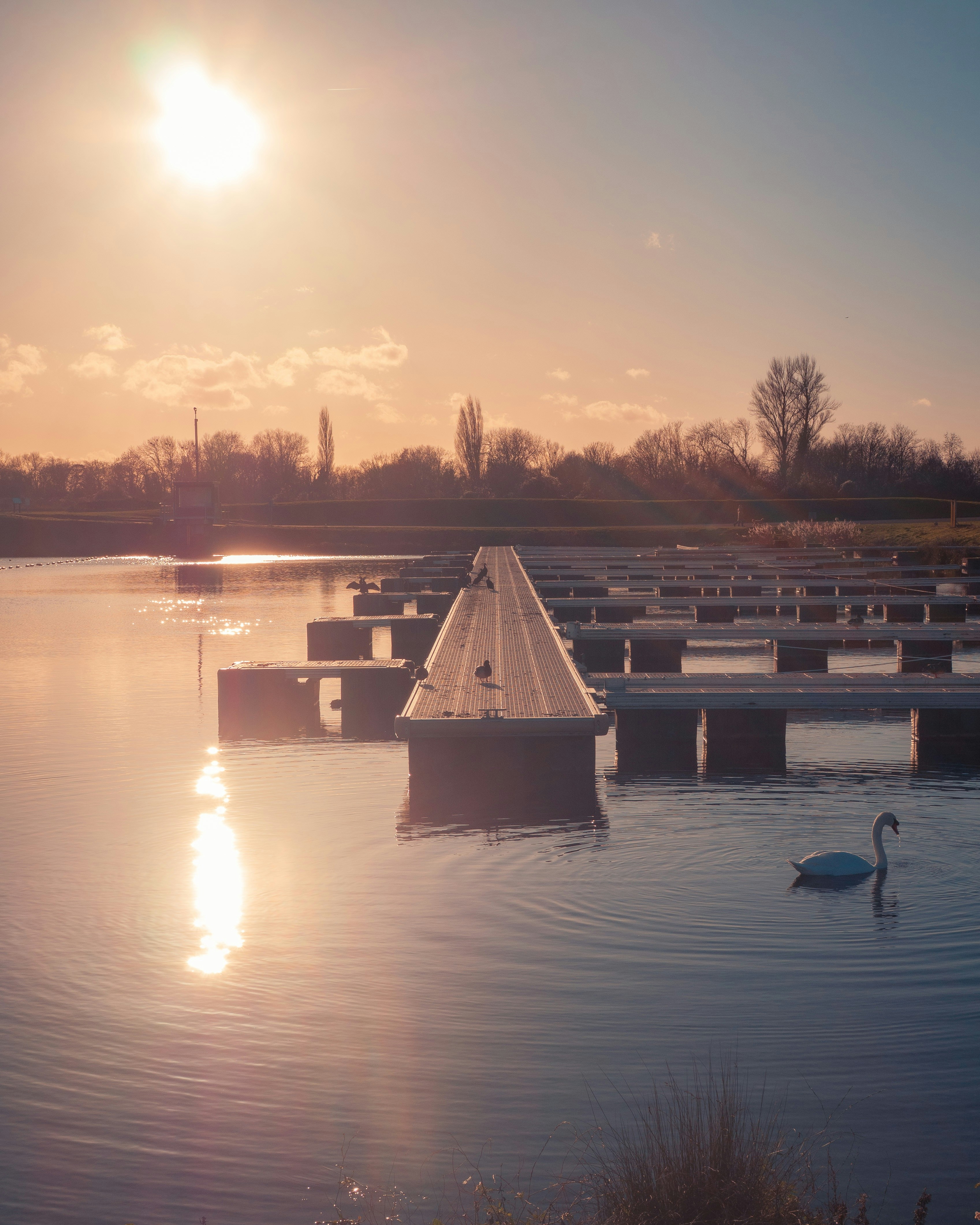 Mute swan swimming gracefully near floating pontoon docks at Dorney Lake rowing course