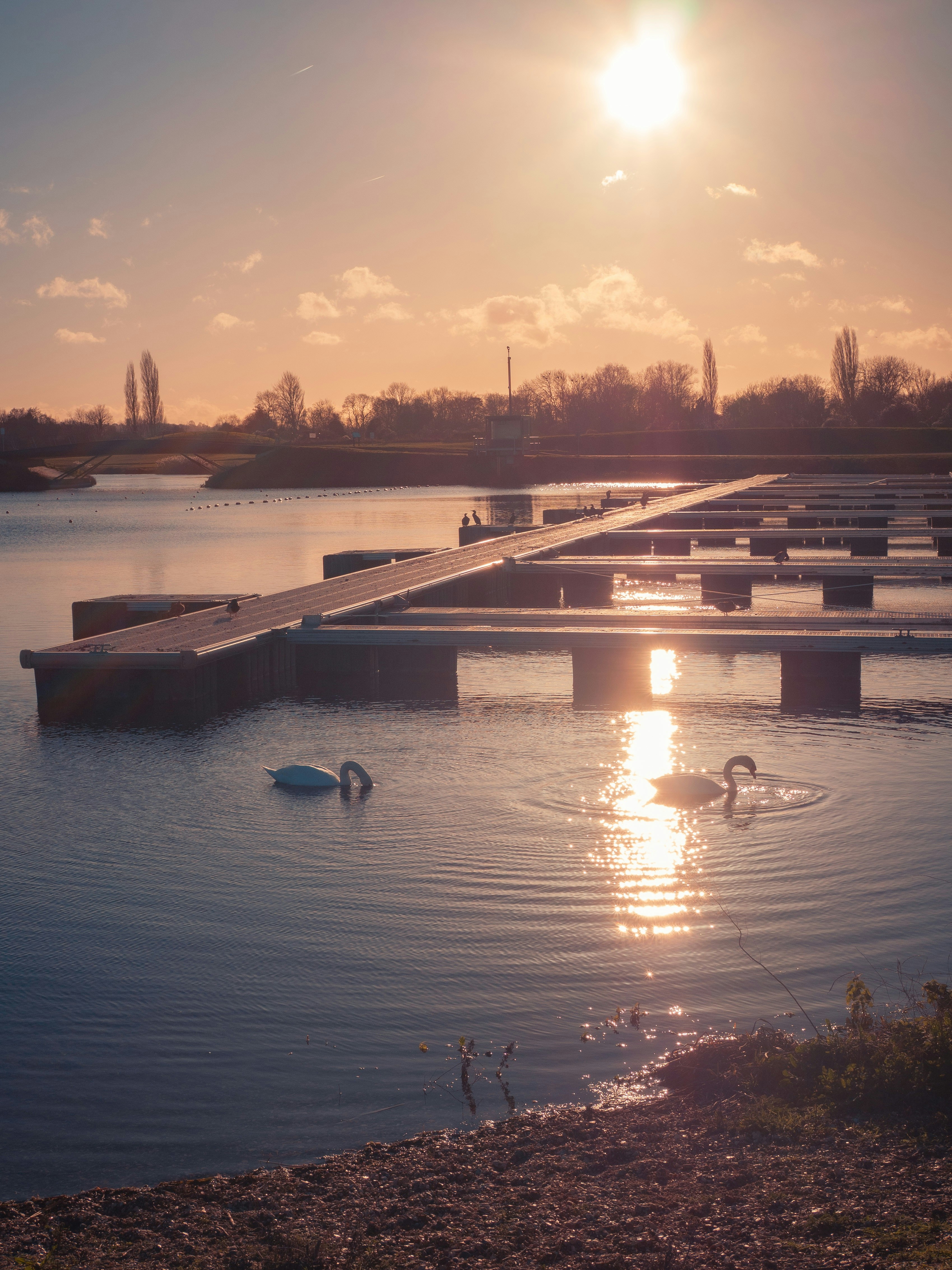 Sunlit Swans and Floating Docks on a Quiet River