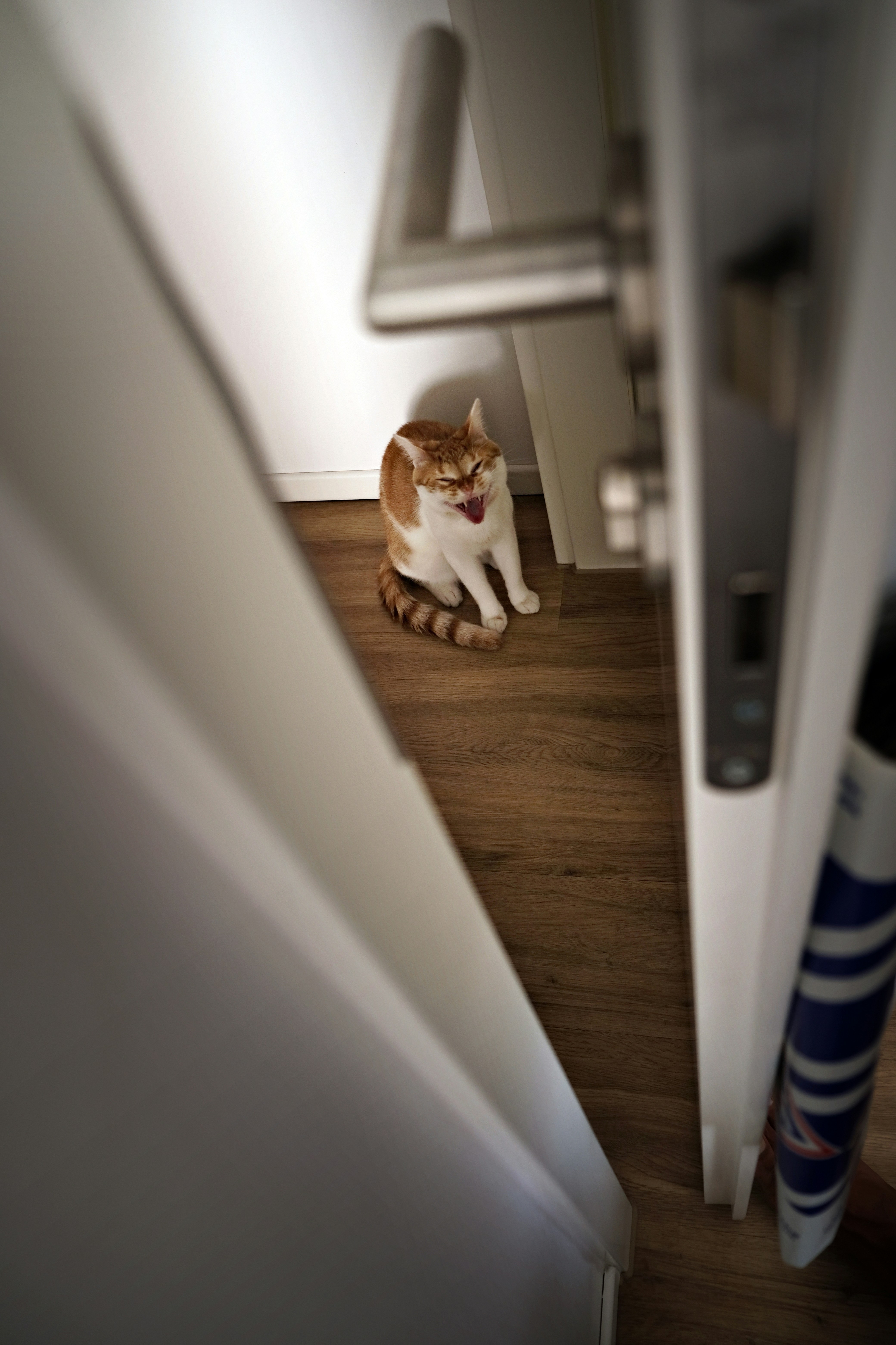 Cat in a Narrow Hallway: A Quiet Moment Between Doors