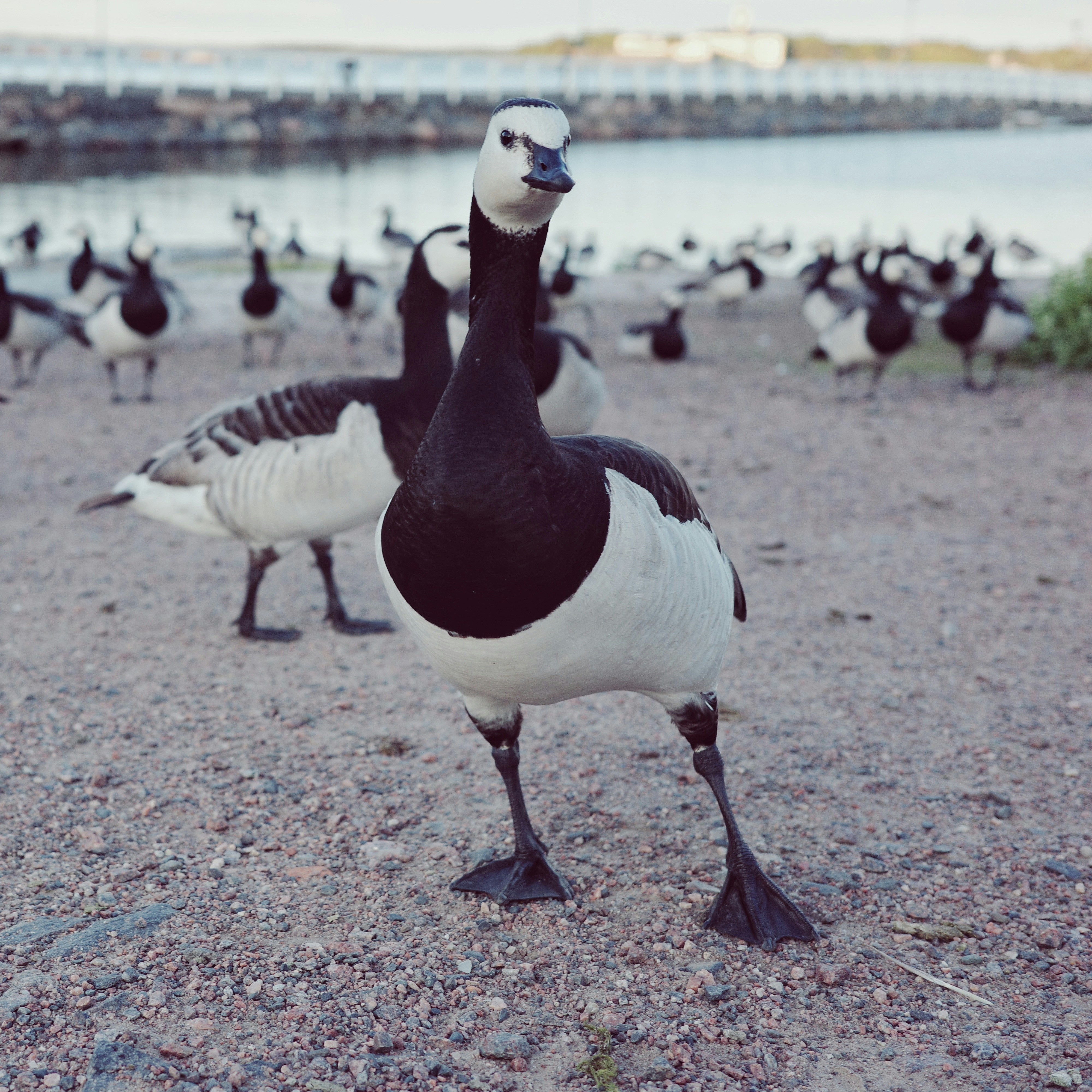 Bold Beak on the Beach: A Canonical Goose Stance