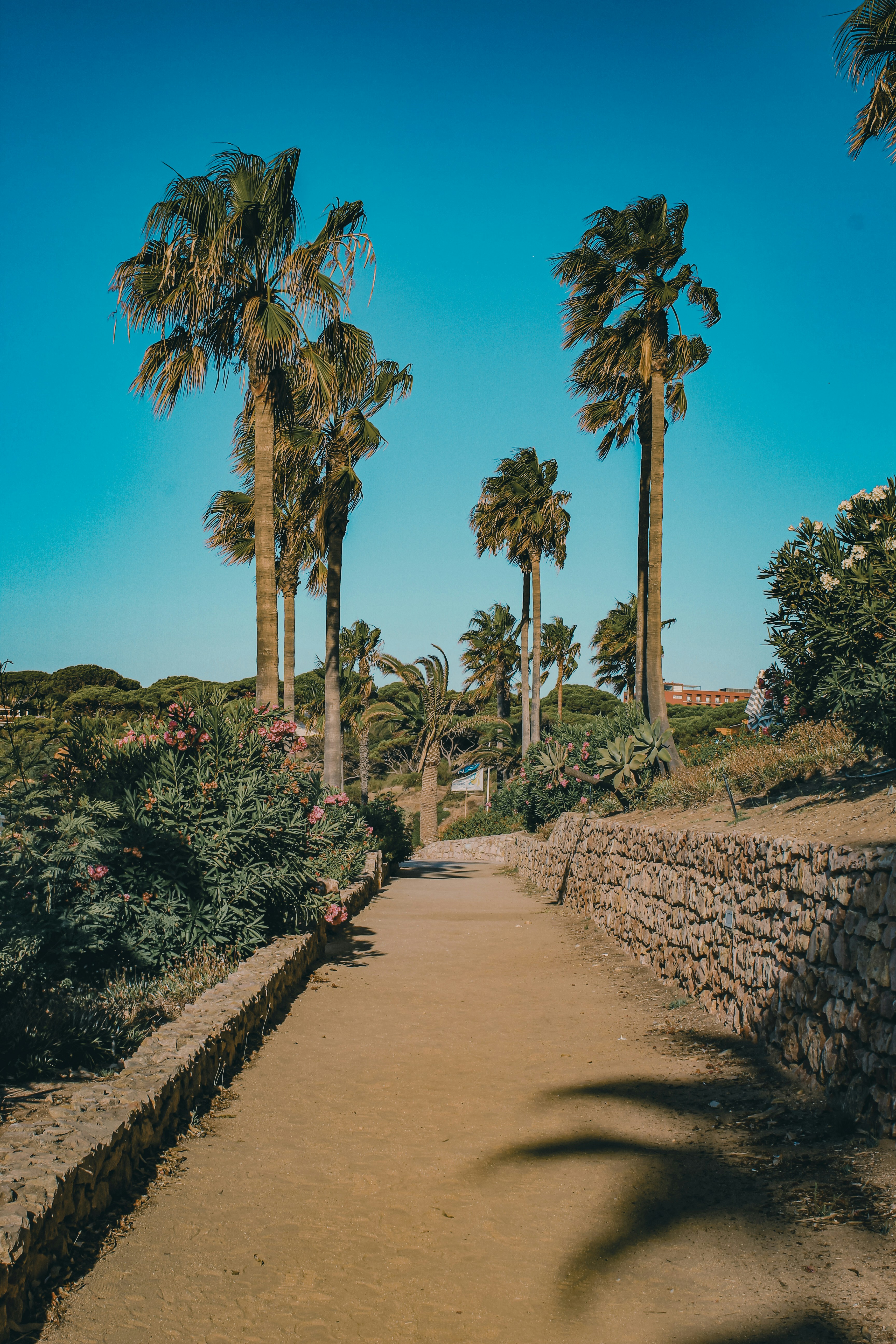 Path Between Palms: A Sunlit Coastal Walk