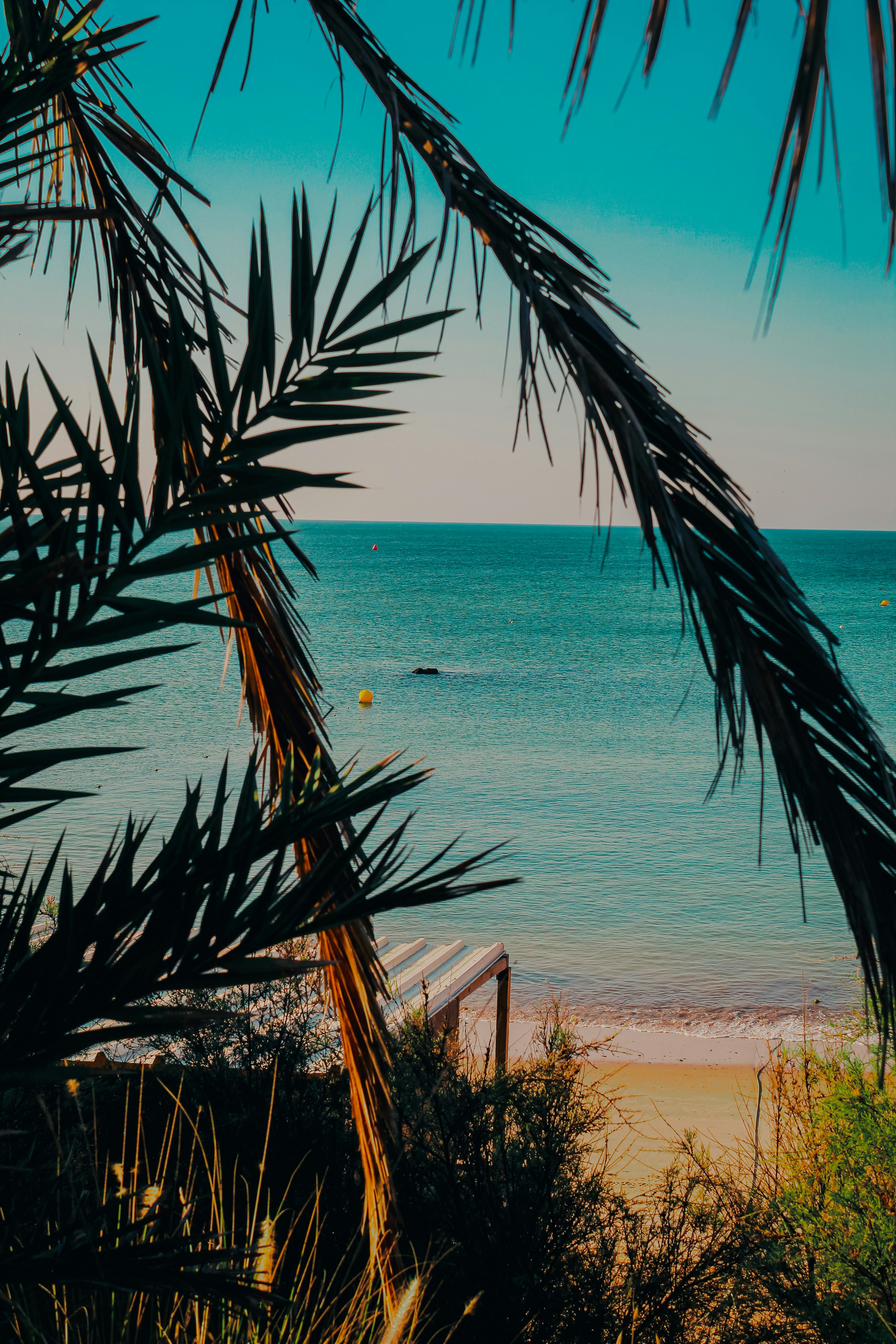 Framing the Sea Through Fronds: A Sunset by the Palms