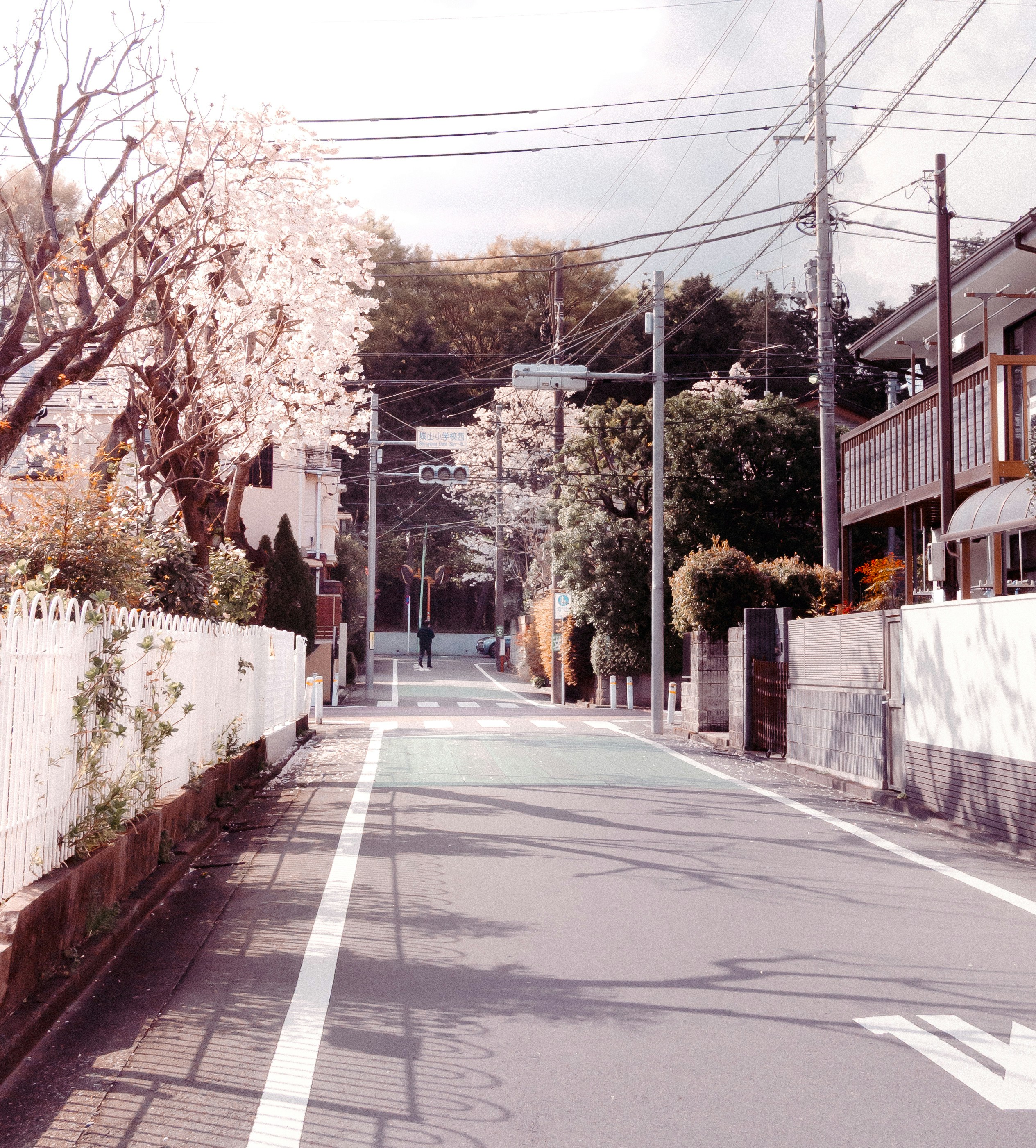 Quiet Street Skyline: Sakura Blossoms Framing a Suburban Corridor