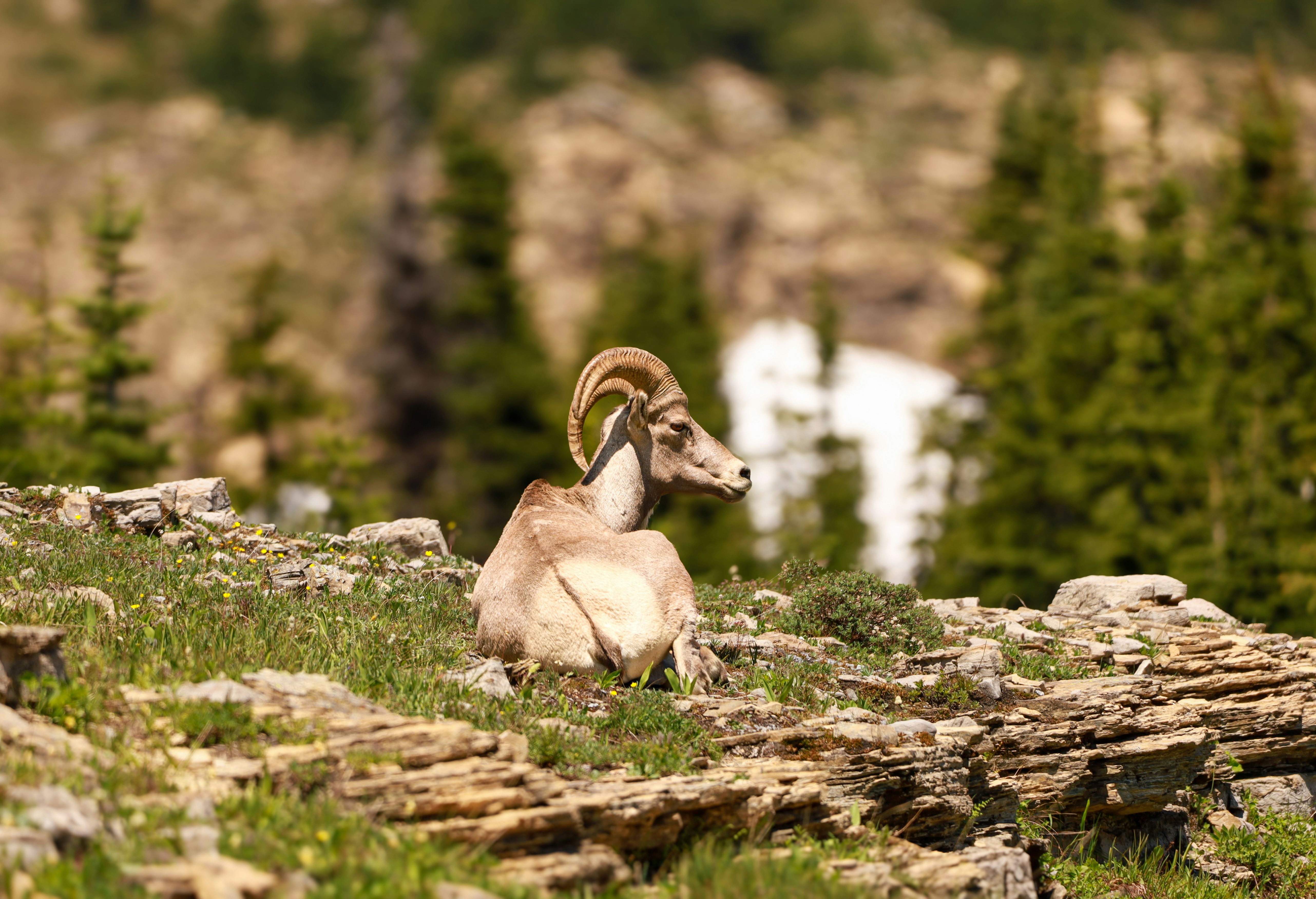 Highland Ram Amid Stone Ledges