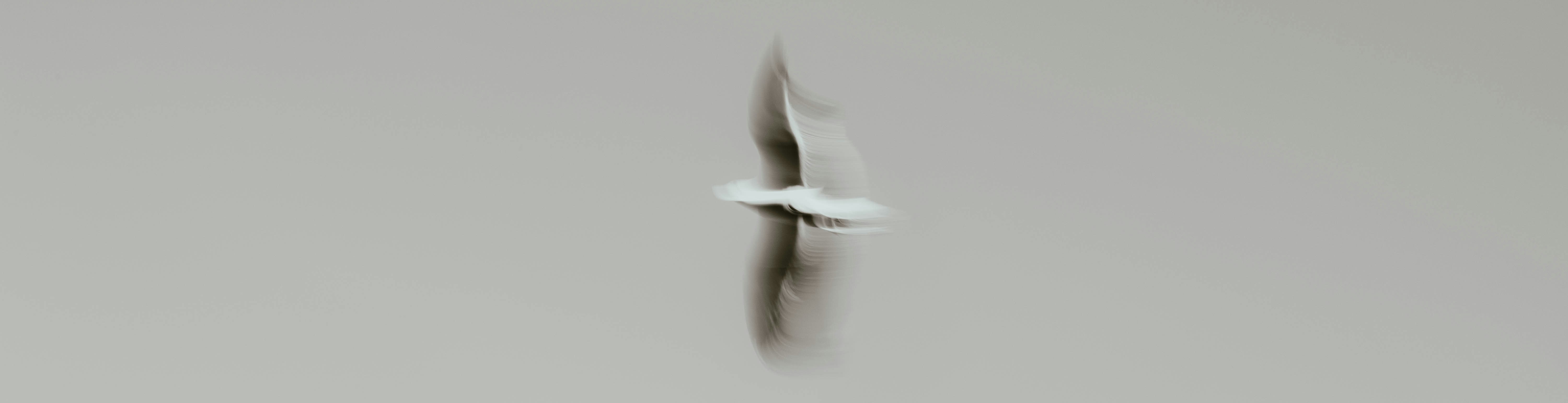 Blurred Wanderer: A lone seabird in a soft-gray horizon