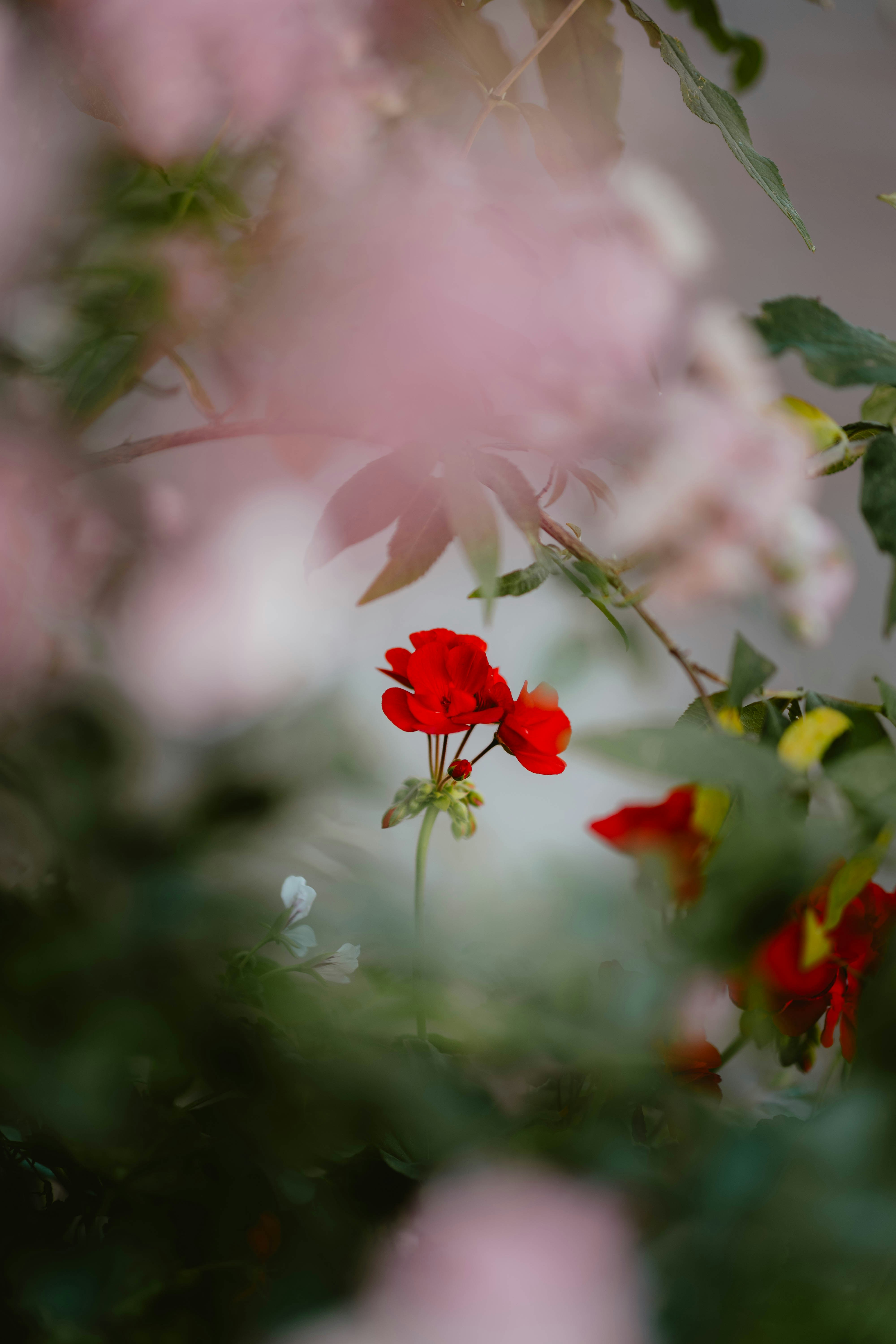 Crimson Bloom in a Soft-Focused Frame