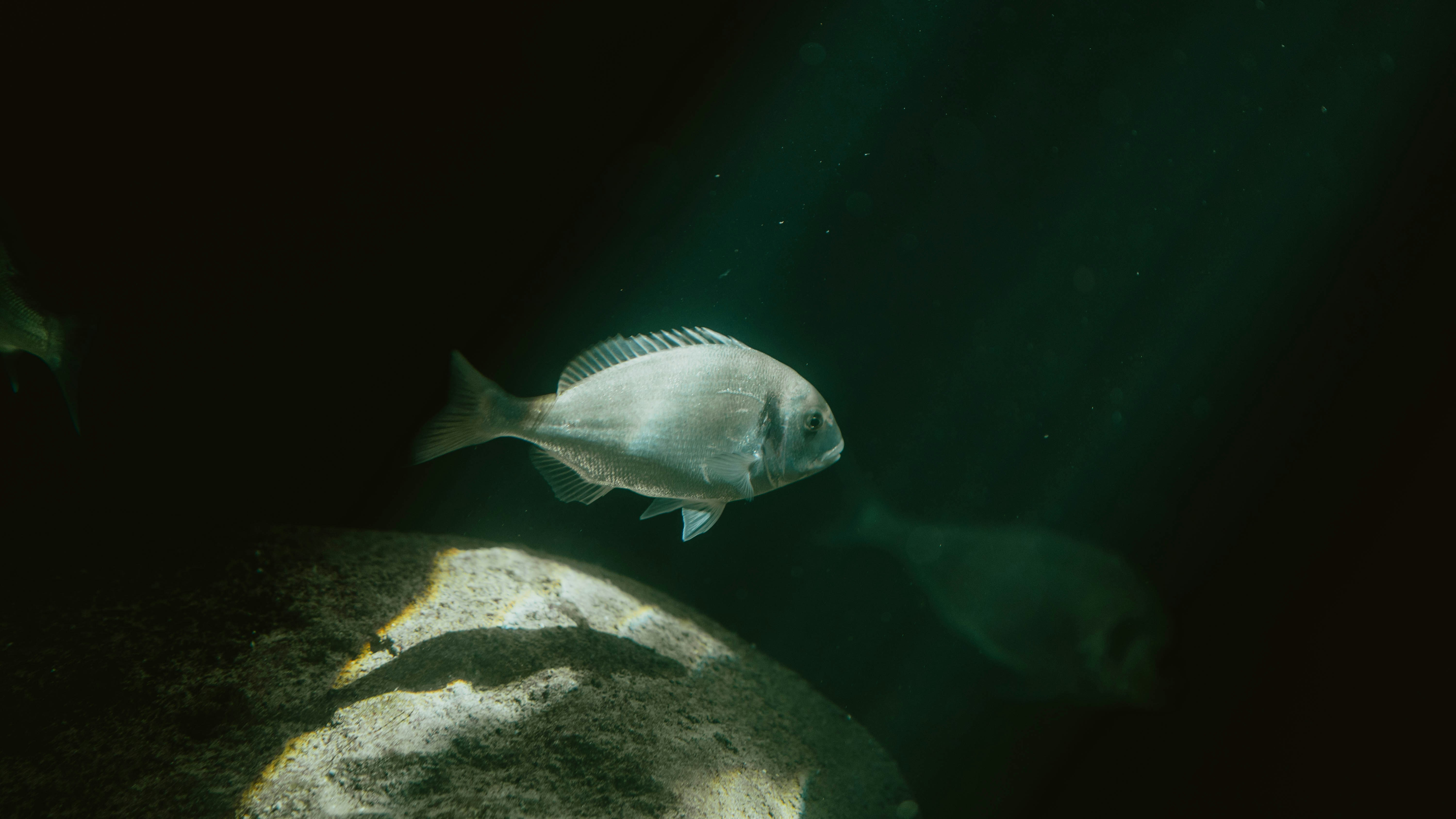 Moonlit Angelfish in a Quiet Abyss