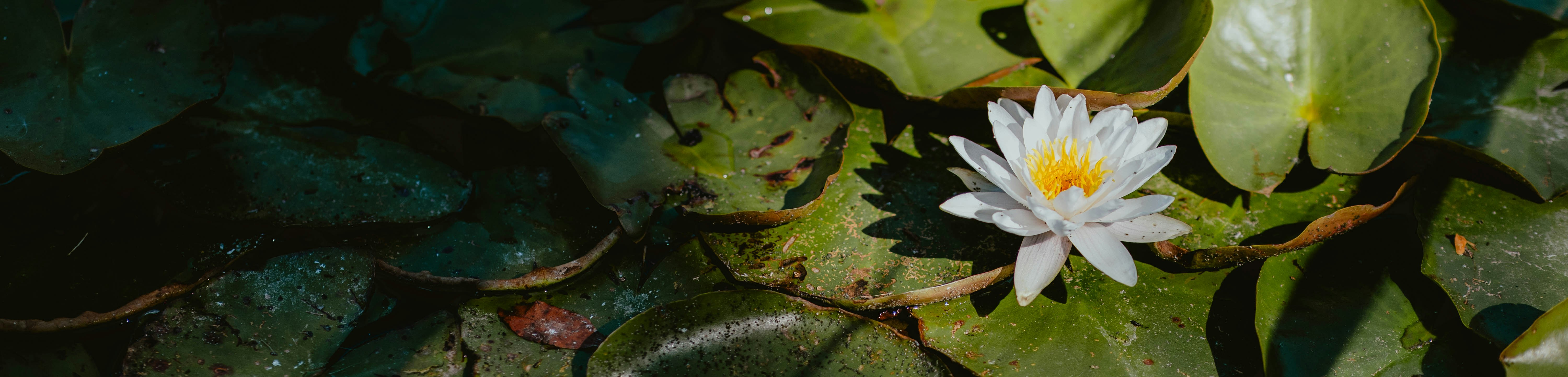 White Waterlily in Quiet Pond