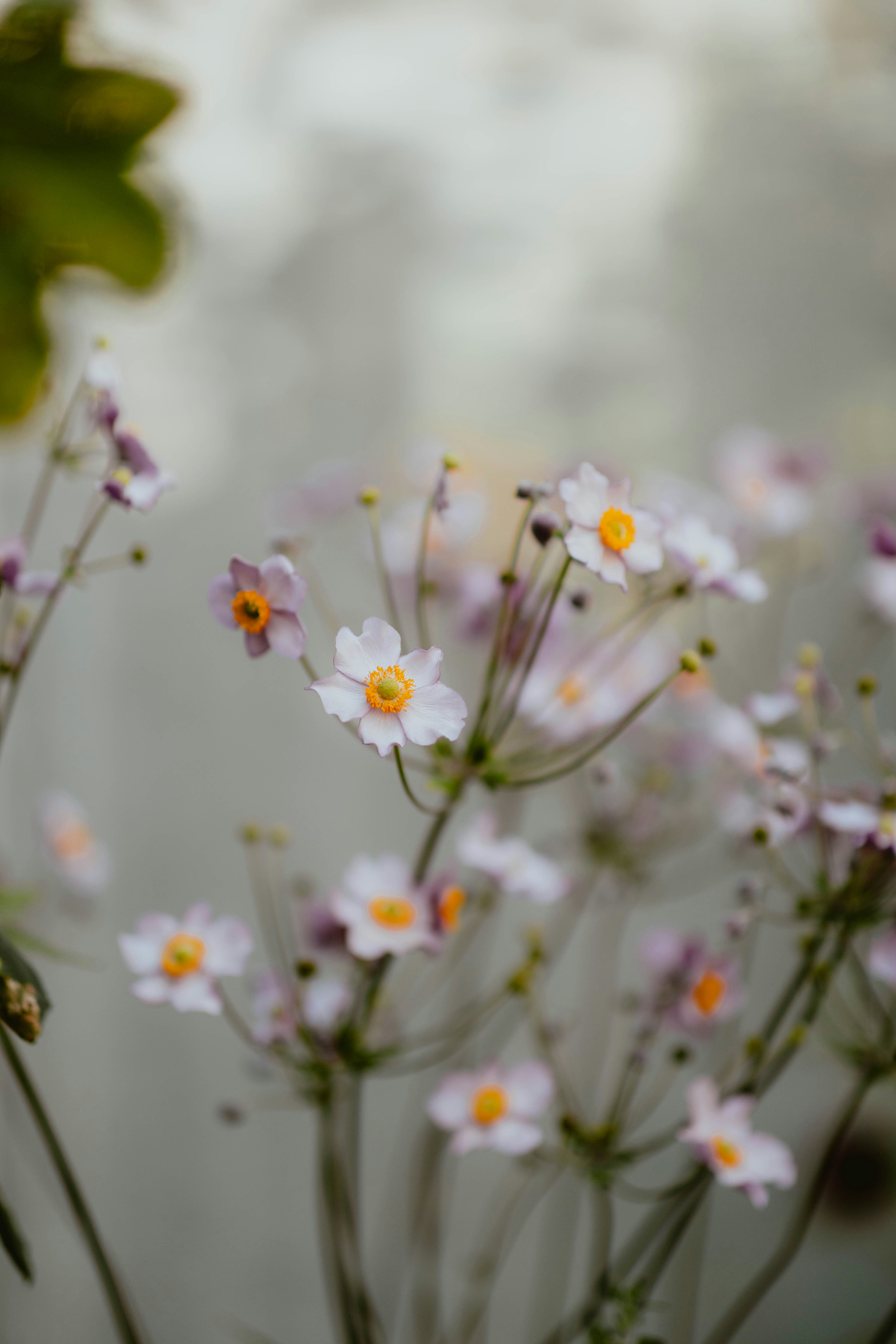 Delicate Cosmos: White and Orange Florals in Soft Focus