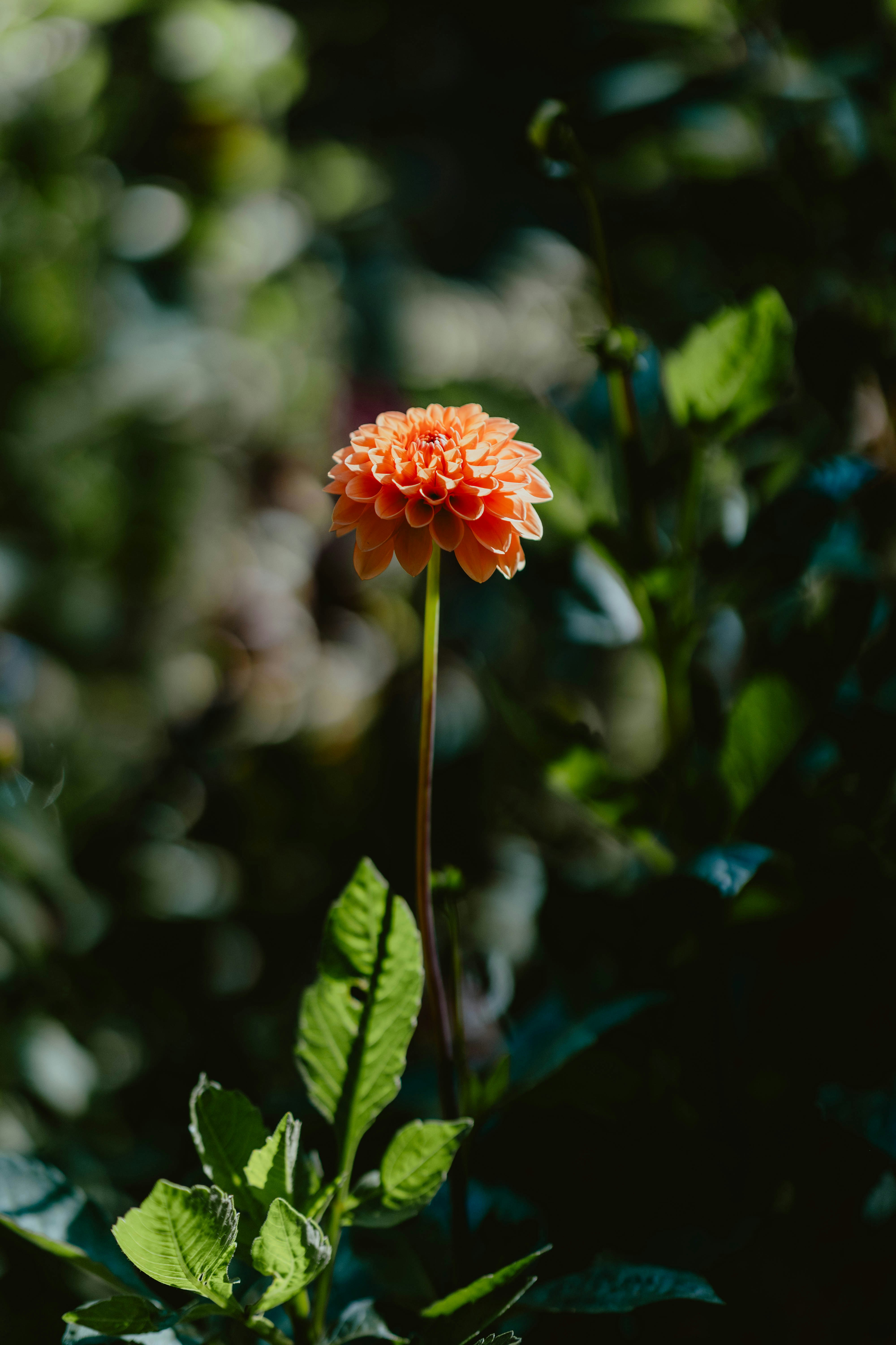 Solitary Orange Dahlia Reaching for the Light