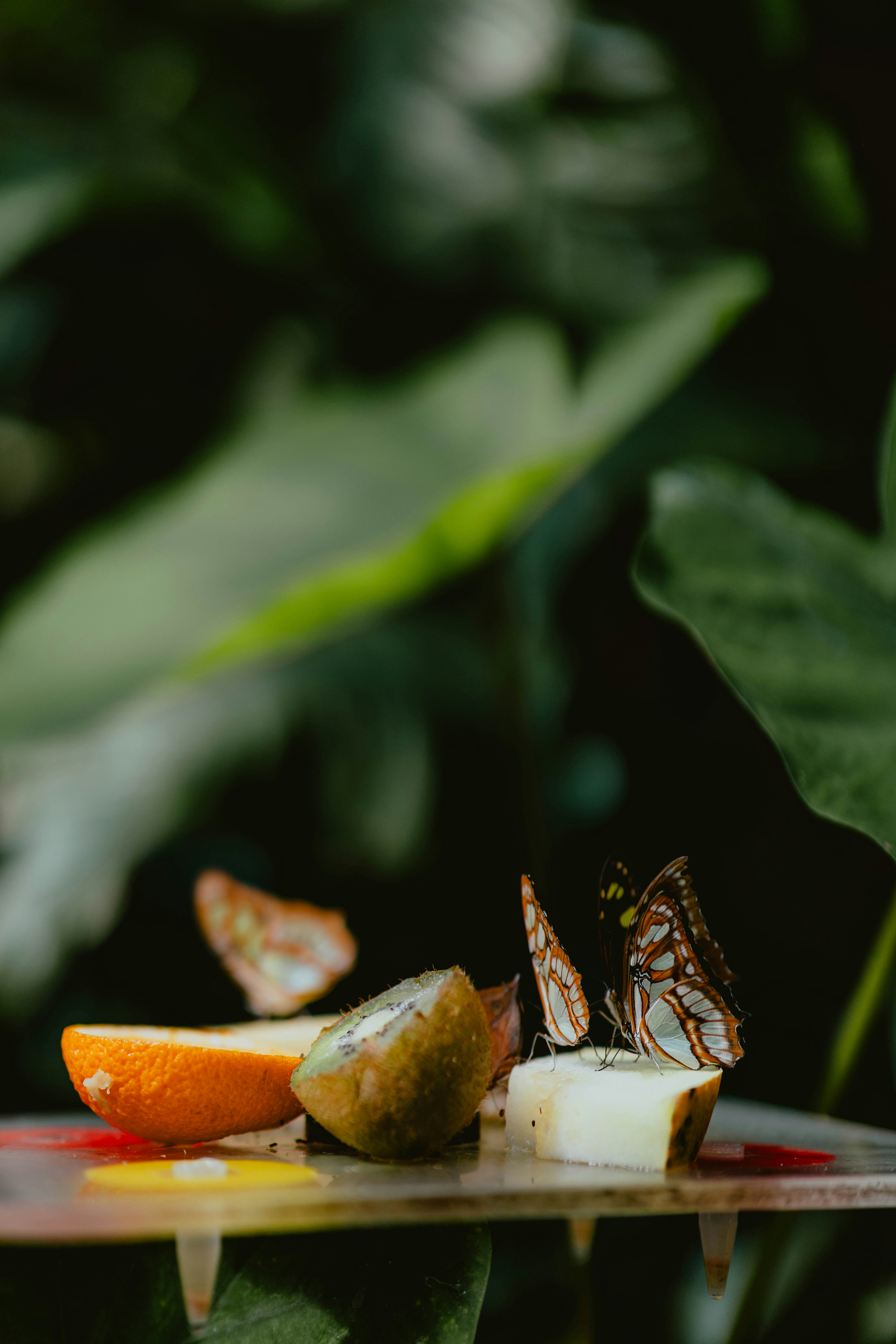 Butterflies on a Citrus Plate: Quiet Moment in a Green Haven