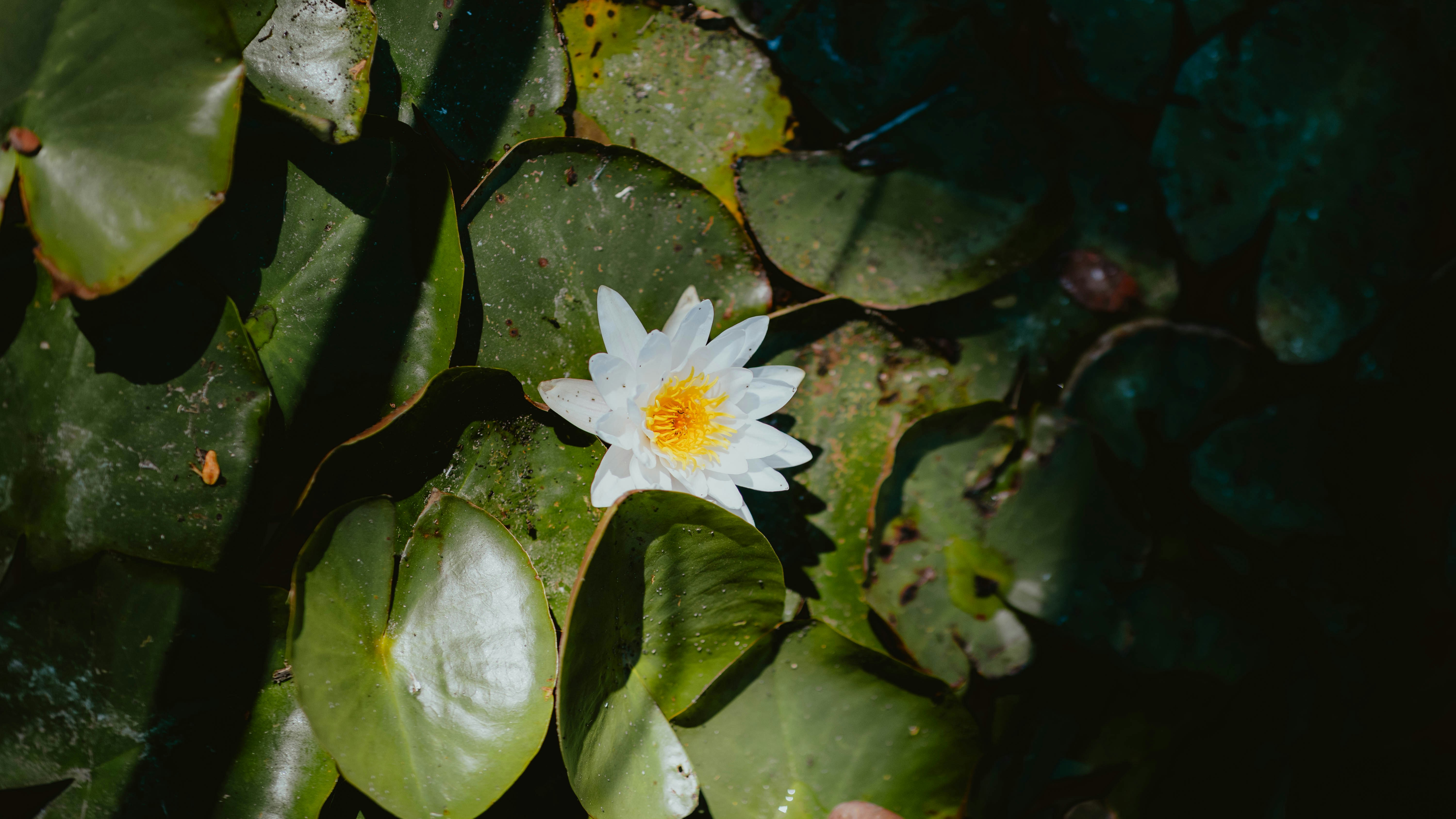 Lily Among the Shadowed Leaves