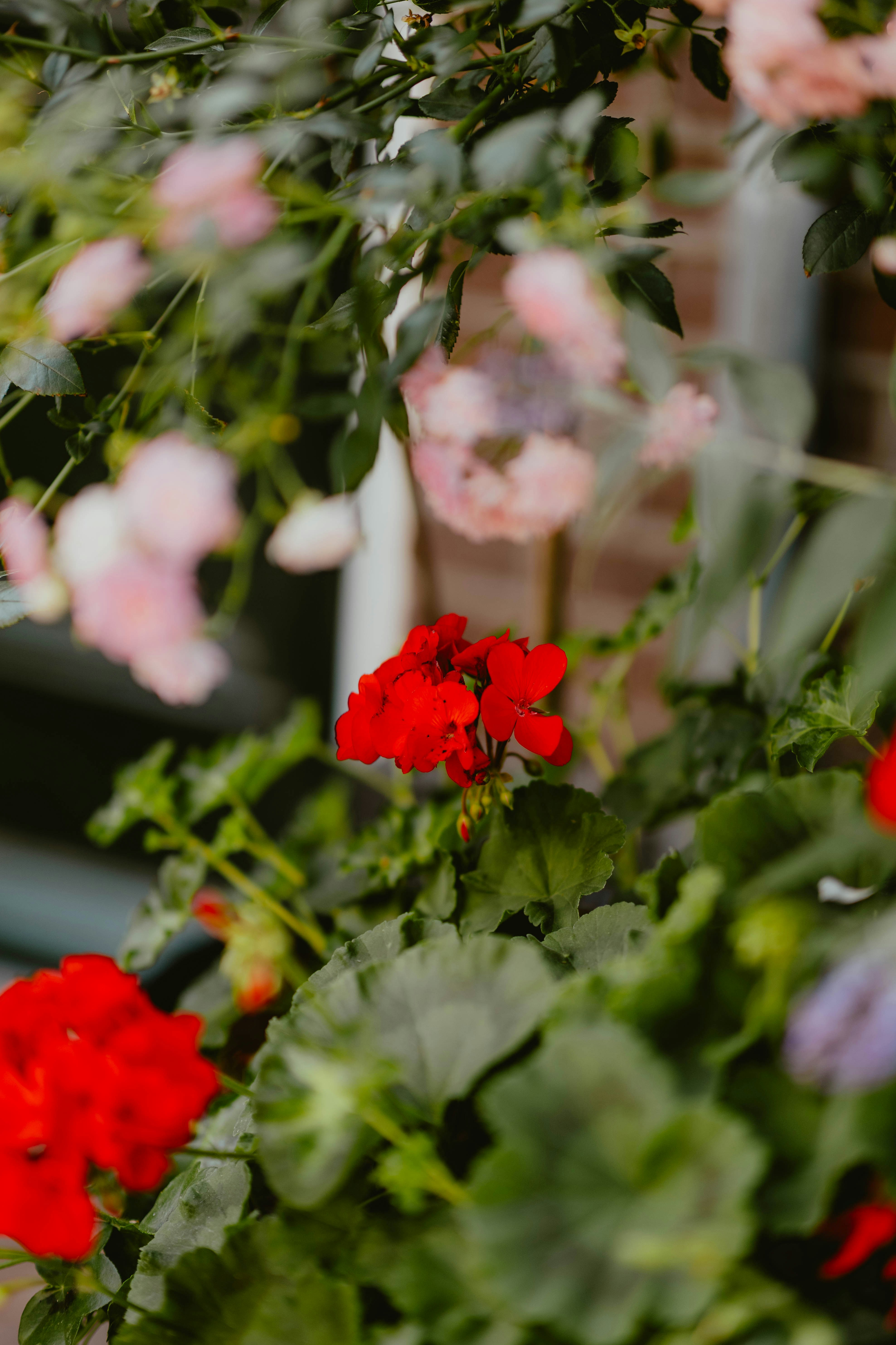 Crimson bloom among soft petals and emerald leaves