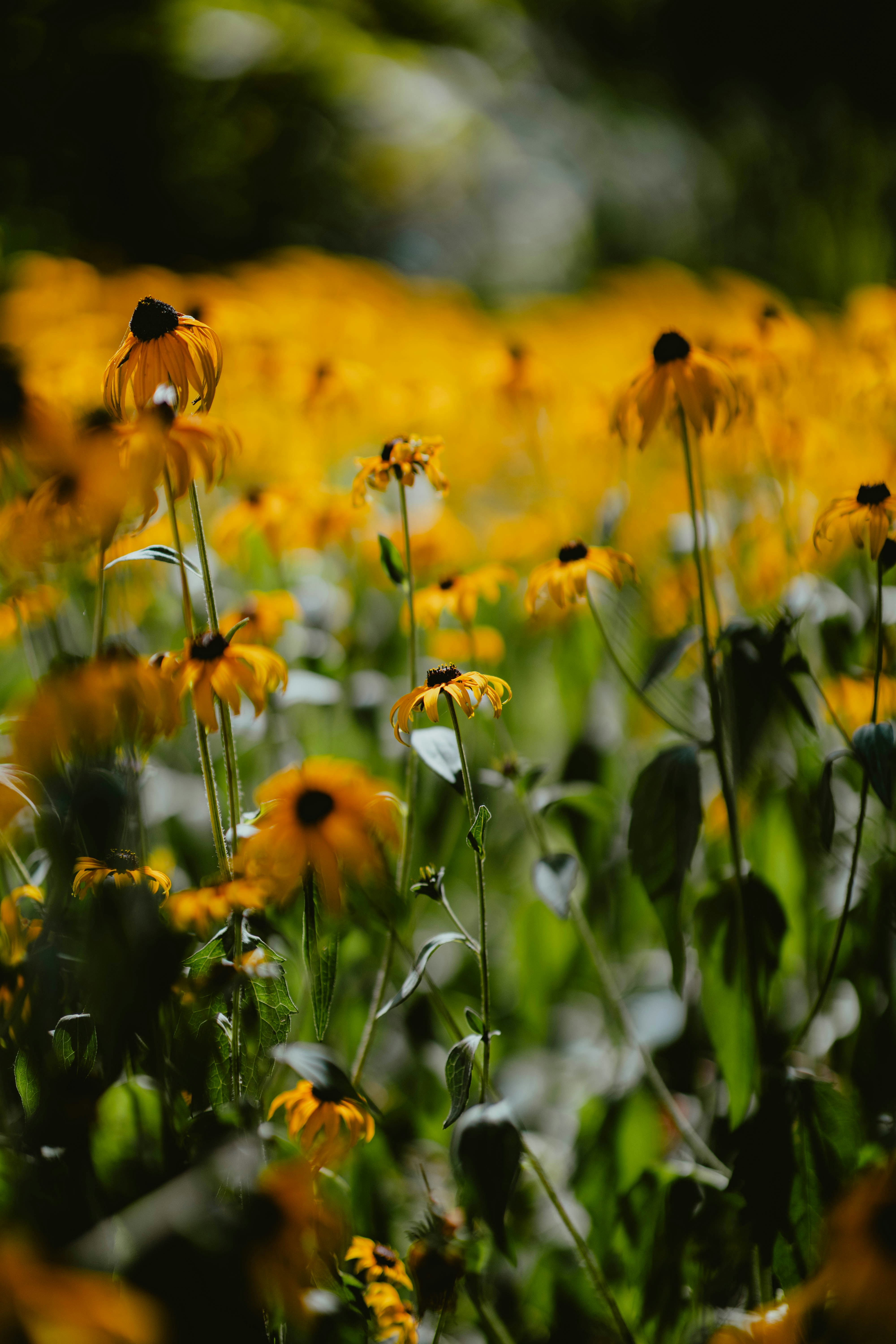 Golden Field of Daffodils: A Soft-Focused Orchard of Light
