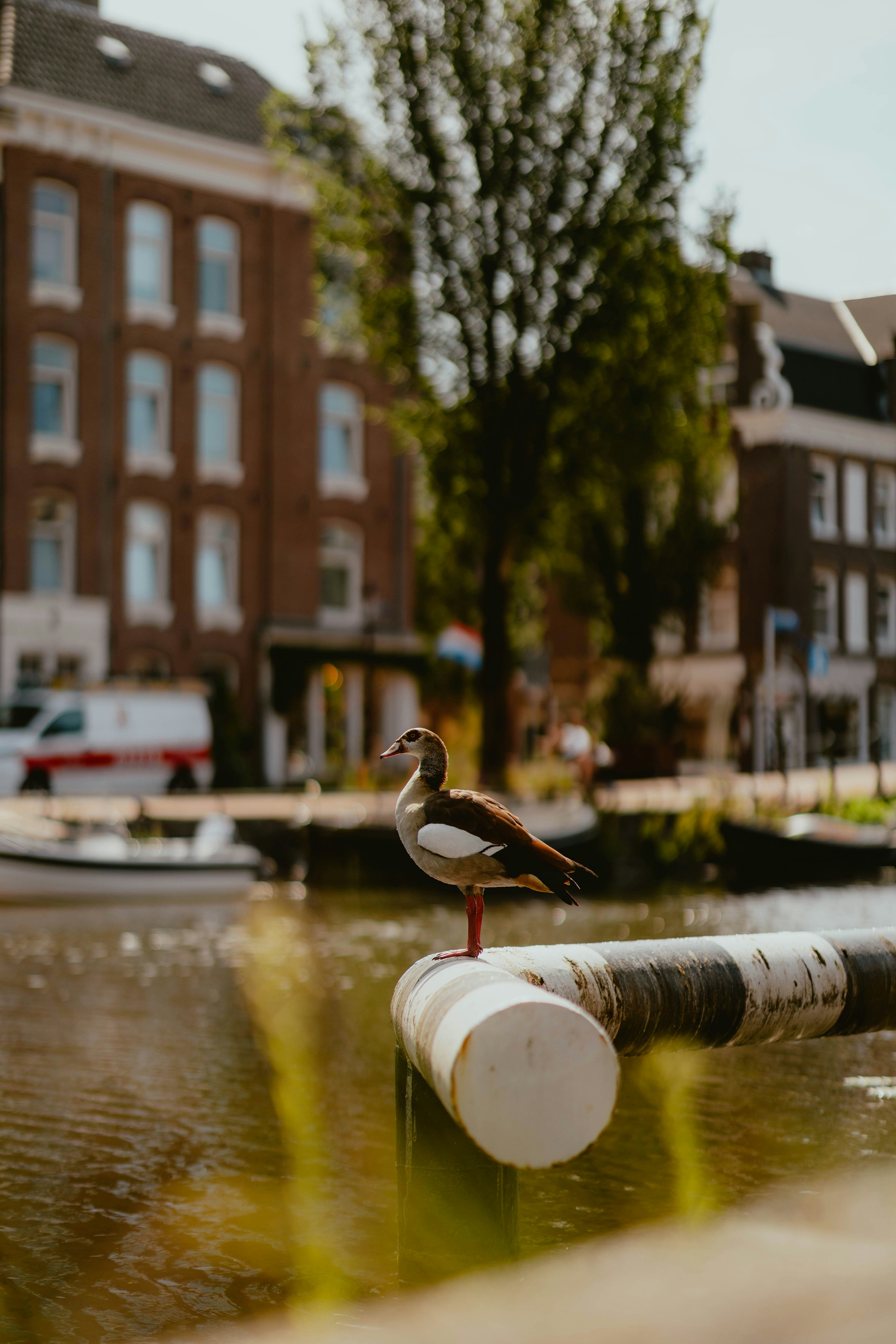 Duck on the railing: calm presence beside a sunlit canal