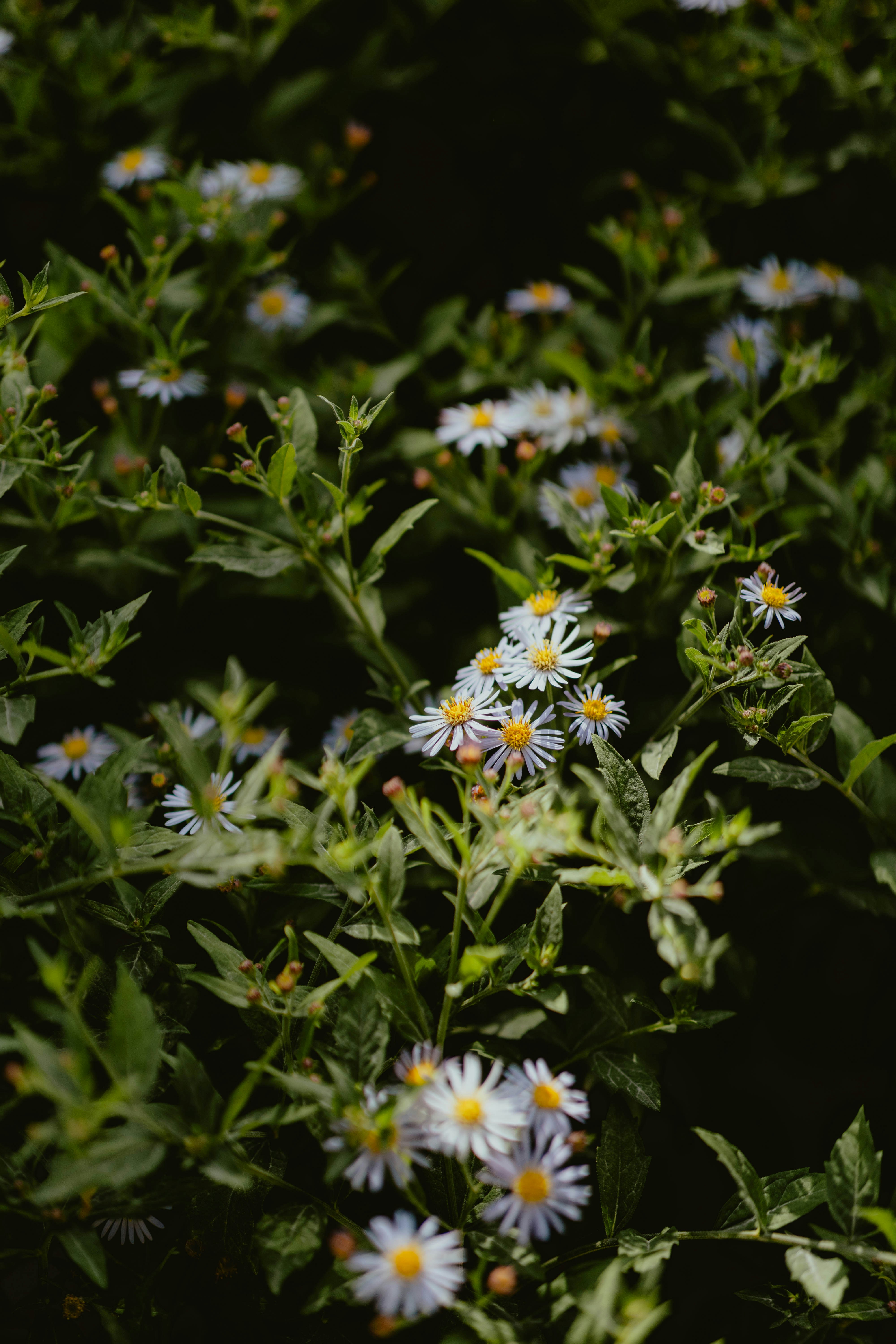 Daisy Choir in dappled shade